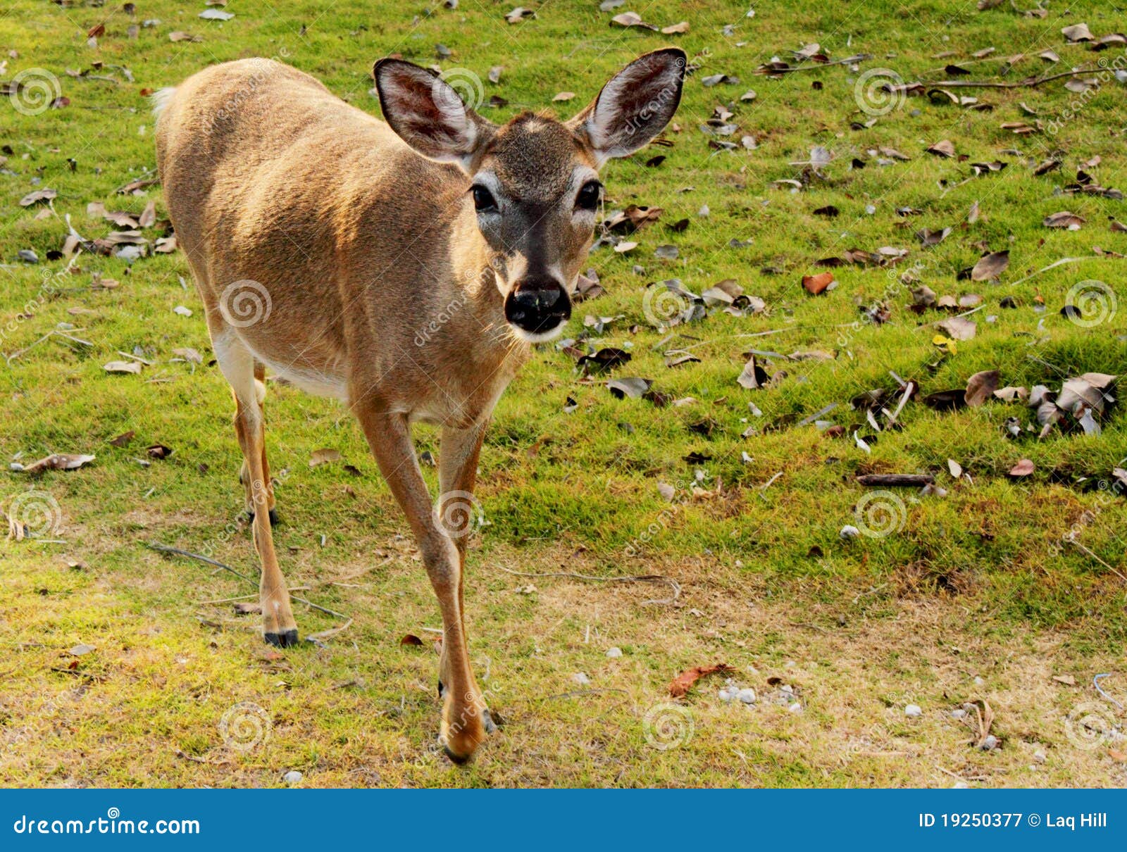 Endangered Young Key Deer Doe Stock Image - Image of inquisitive, pine ...
