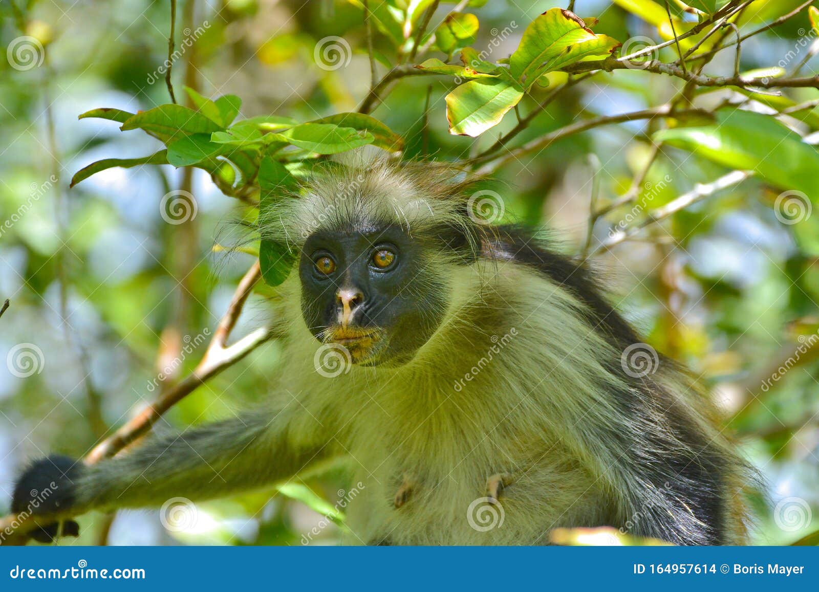 An Endangered Zanzibar Red Colobus in the Jozani Forest Stock Photo ... An Endangered Zanzibar Red Colobus in the Jozani Forest Stock Photo ...