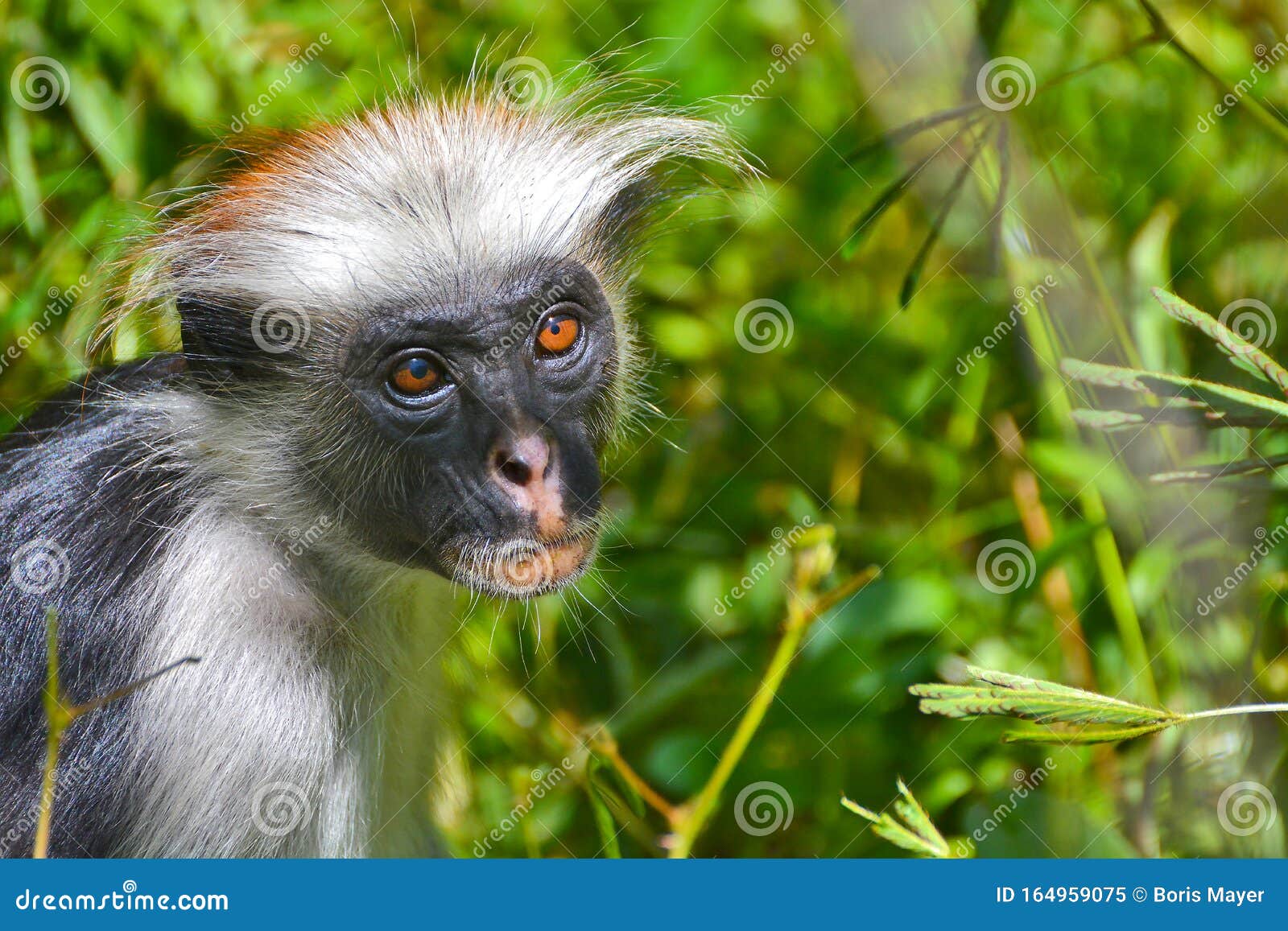 An Endangered Zanzibar Red Colobus in the Jozani Forest Stock Image ... An Endangered Zanzibar Red Colobus in the Jozani Forest Stock Image ...