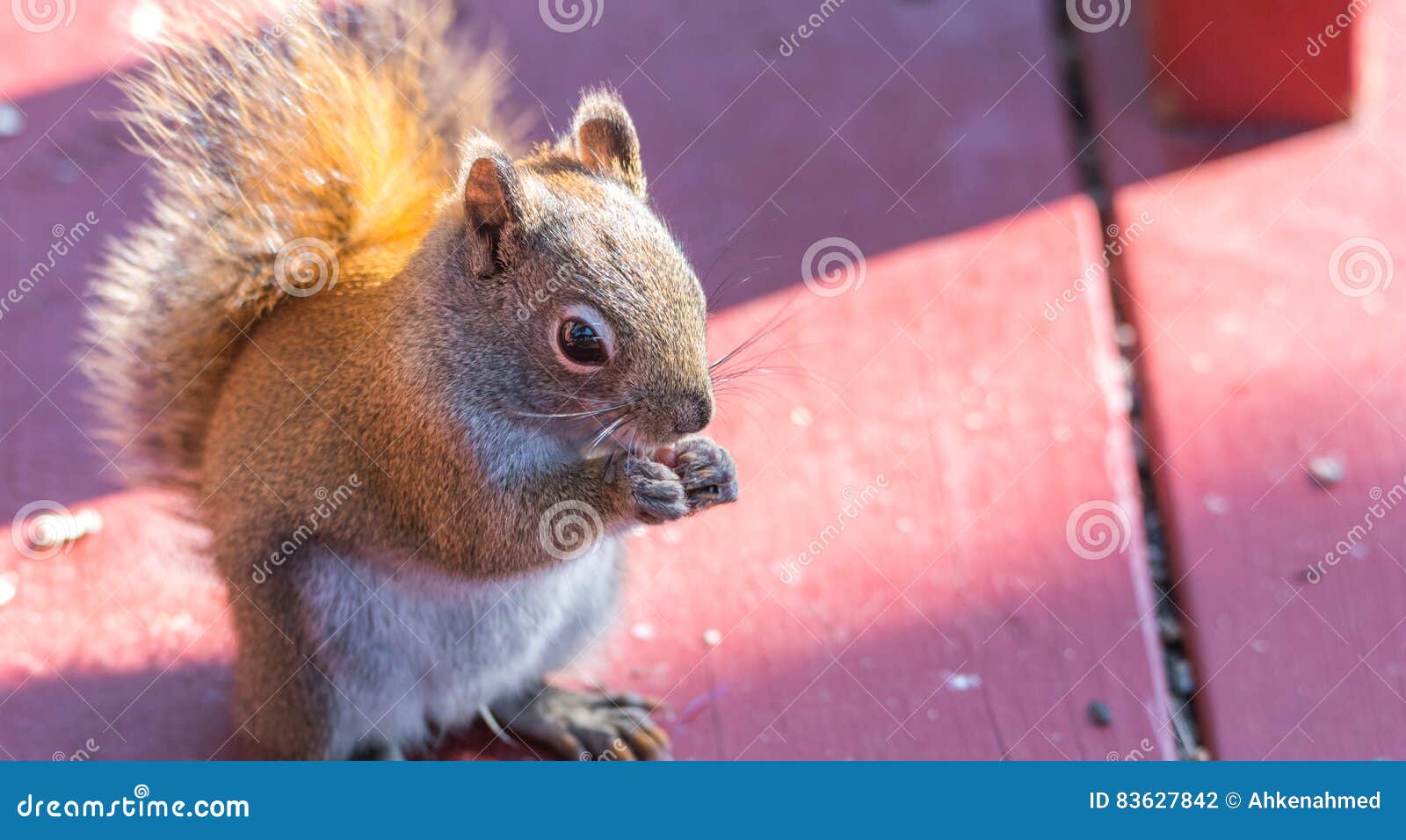 Endearing, Springtime Red Squirrel, Close Up, Sitting Up on a Deck ...