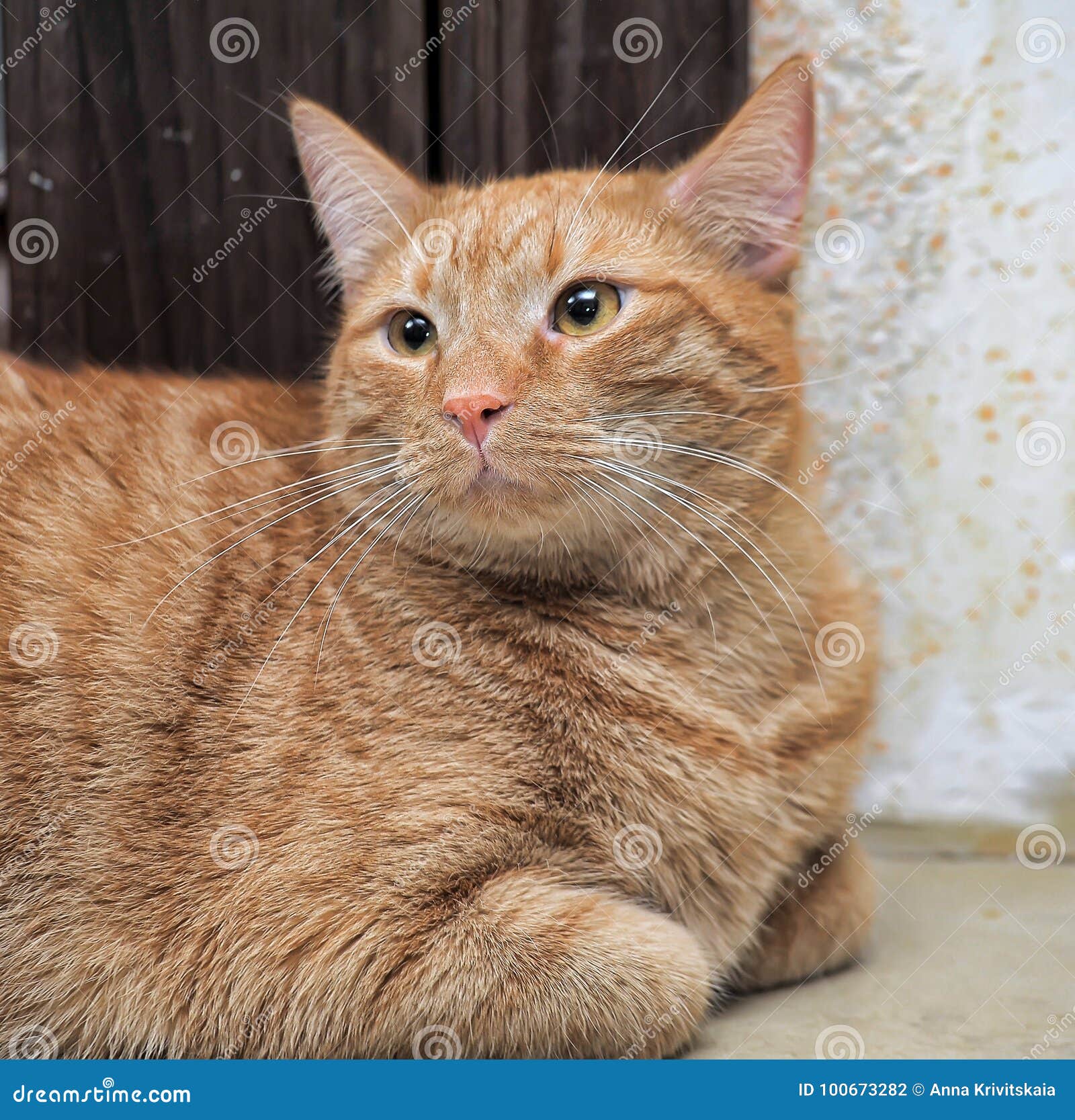 Endechas Rojas Regordetas Del Gato Foto de archivo - Imagen de primer ...