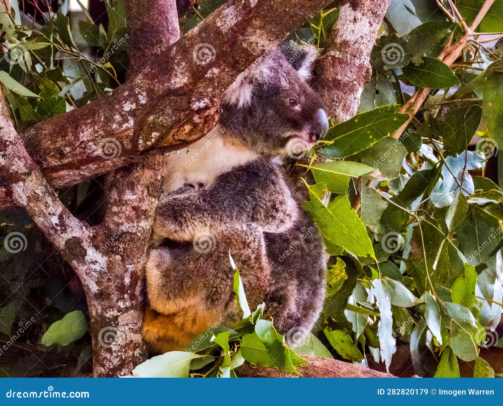 Koala Bear in Queensland Australia Stock Image - Image of bear, furry ...