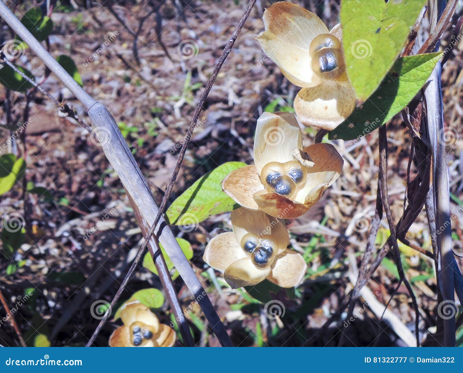 Endemic Flower of Madagascar Stock Image - Image of clouds ...