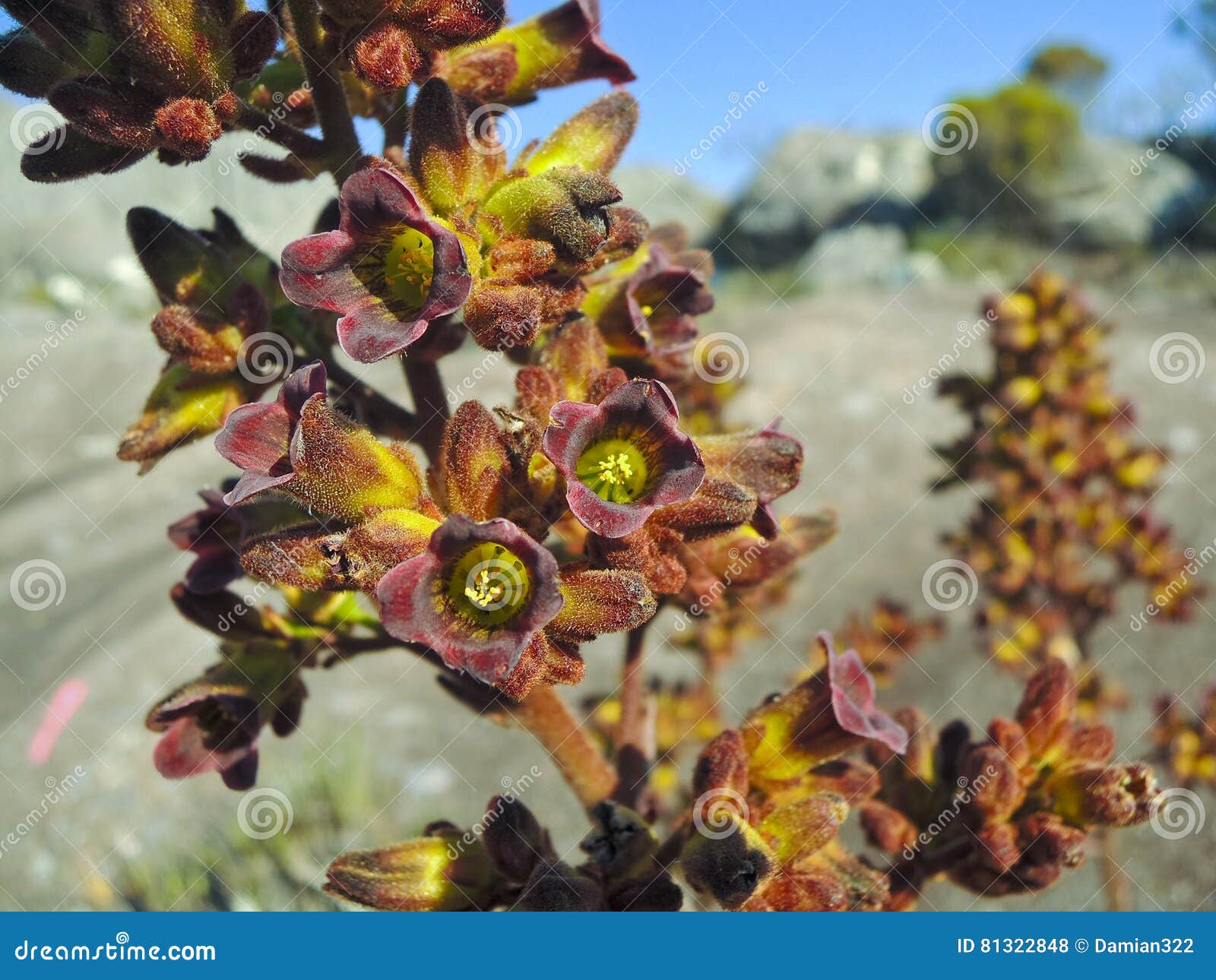 Endemic Flower of Madagascar Stock Photo - Image of nature ...