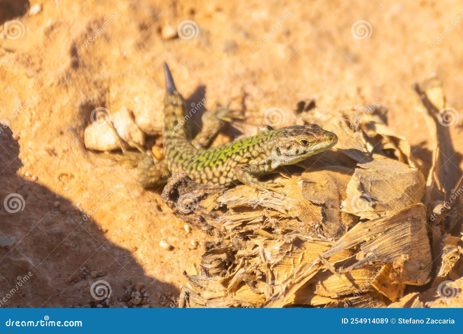Endemic Lizard on the Island of Comino , Malta Stock Image - Image of ...