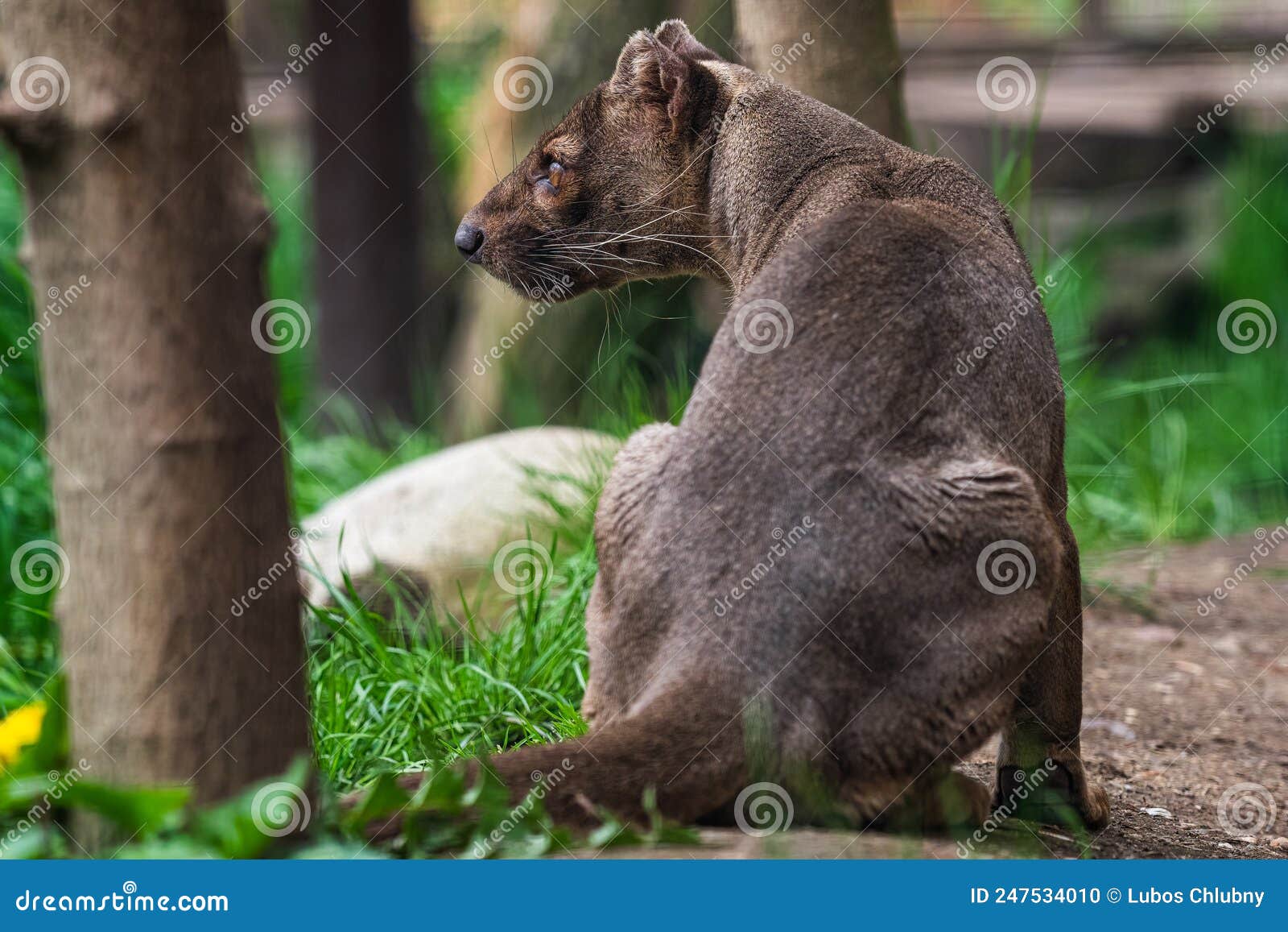 Endemic Madagascar Fossa, Cryptoprocta Ferox Stock Photo - Image of ... Endemic Madagascar Fossa, Cryptoprocta Ferox Stock Photo - Image of ...