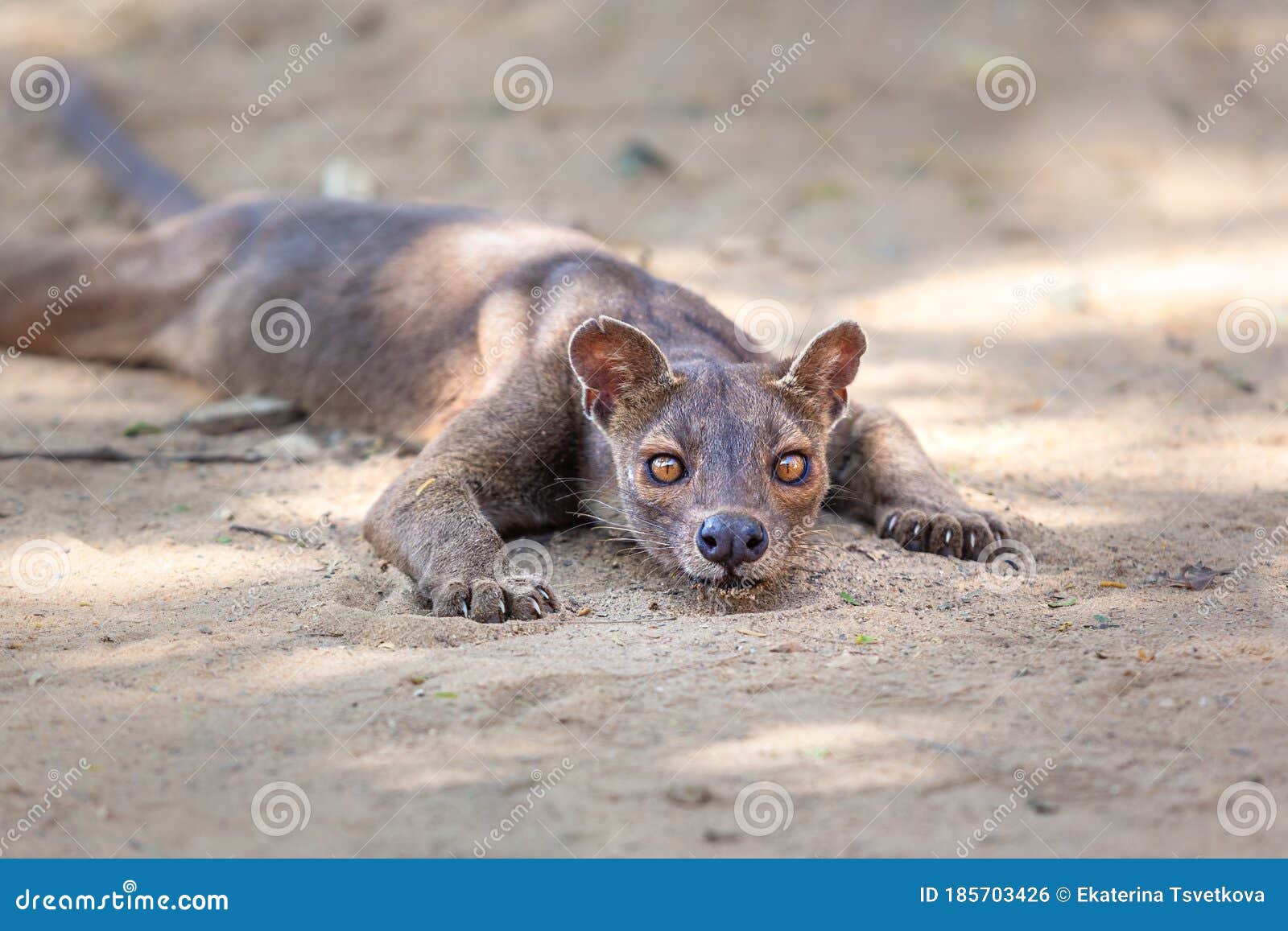 Endemic Madagascar Fossa on the Ground Stock Photo - Image of reserve ... Endemic Madagascar Fossa on the Ground Stock Photo - Image of reserve ...