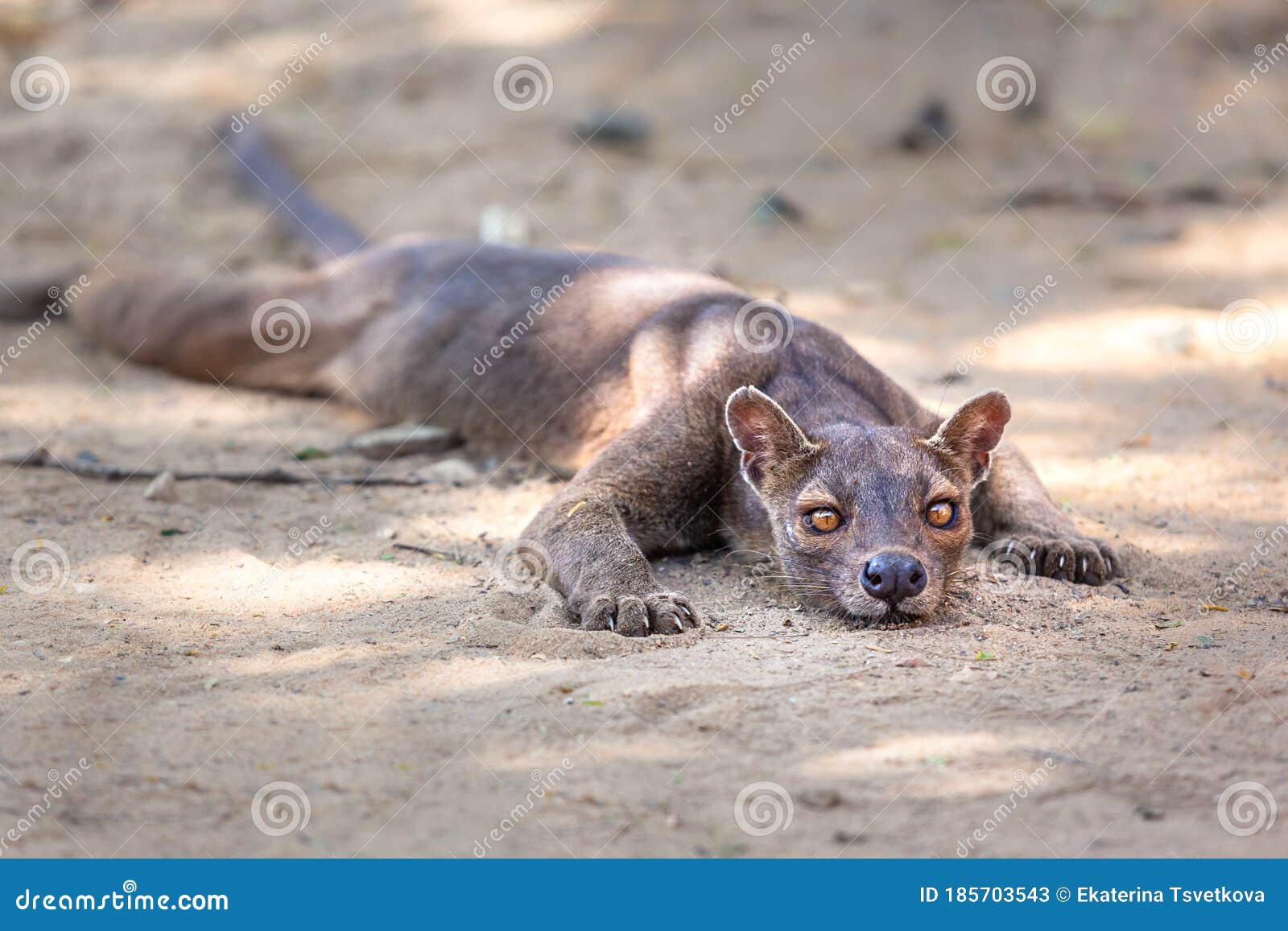 Endemic Madagascar Fossa on the Ground Stock Image - Image of mimic ... Endemic Madagascar Fossa on the Ground Stock Image - Image of mimic ...
