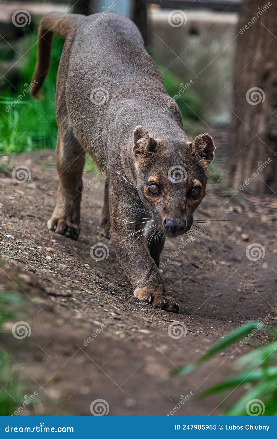 Madagascar Fossa Hunting Cat, Africa Leopard Lion Royalty-Free Stock ...