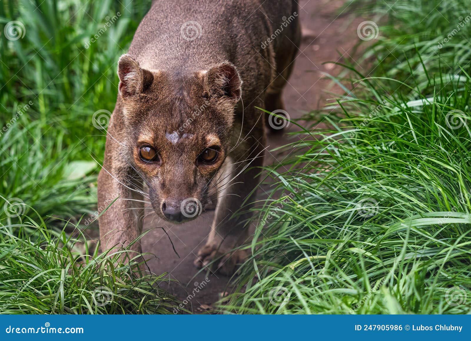 Endemic Madagascar Fossa Running on the Path, Cryptoprocta Ferox Stock ... Endemic Madagascar Fossa Running on the Path, Cryptoprocta Ferox Stock ...