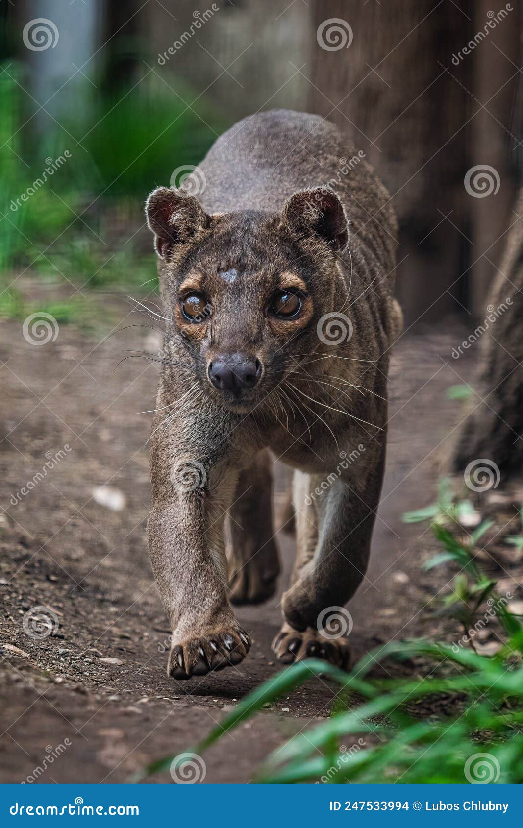 Endemic Madagascar Fossa Running on the Path, Cryptoprocta Ferox Stock ... Endemic Madagascar Fossa Running on the Path, Cryptoprocta Ferox Stock ...