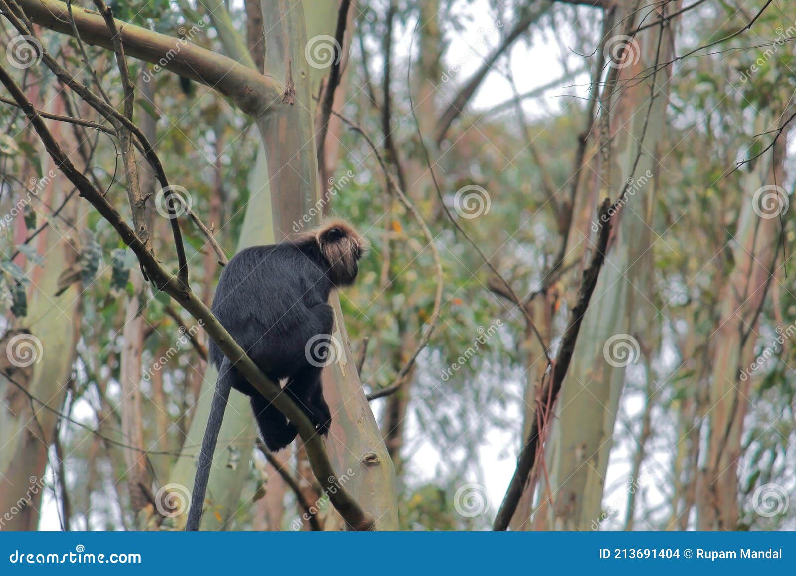 Endemic Nilgiri Langur Semnopithecus Johnii Sitting on a Branch Stock ...