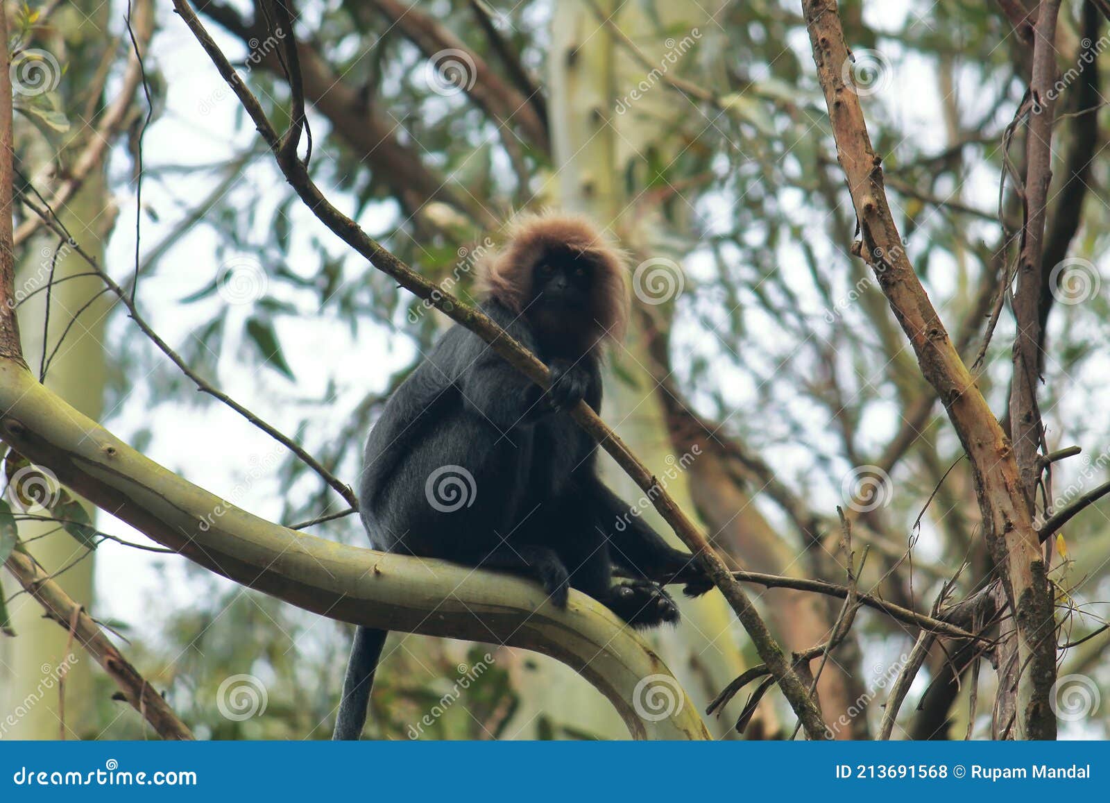 Nilgiri Langur Stock Image | CartoonDealer.com #53353615