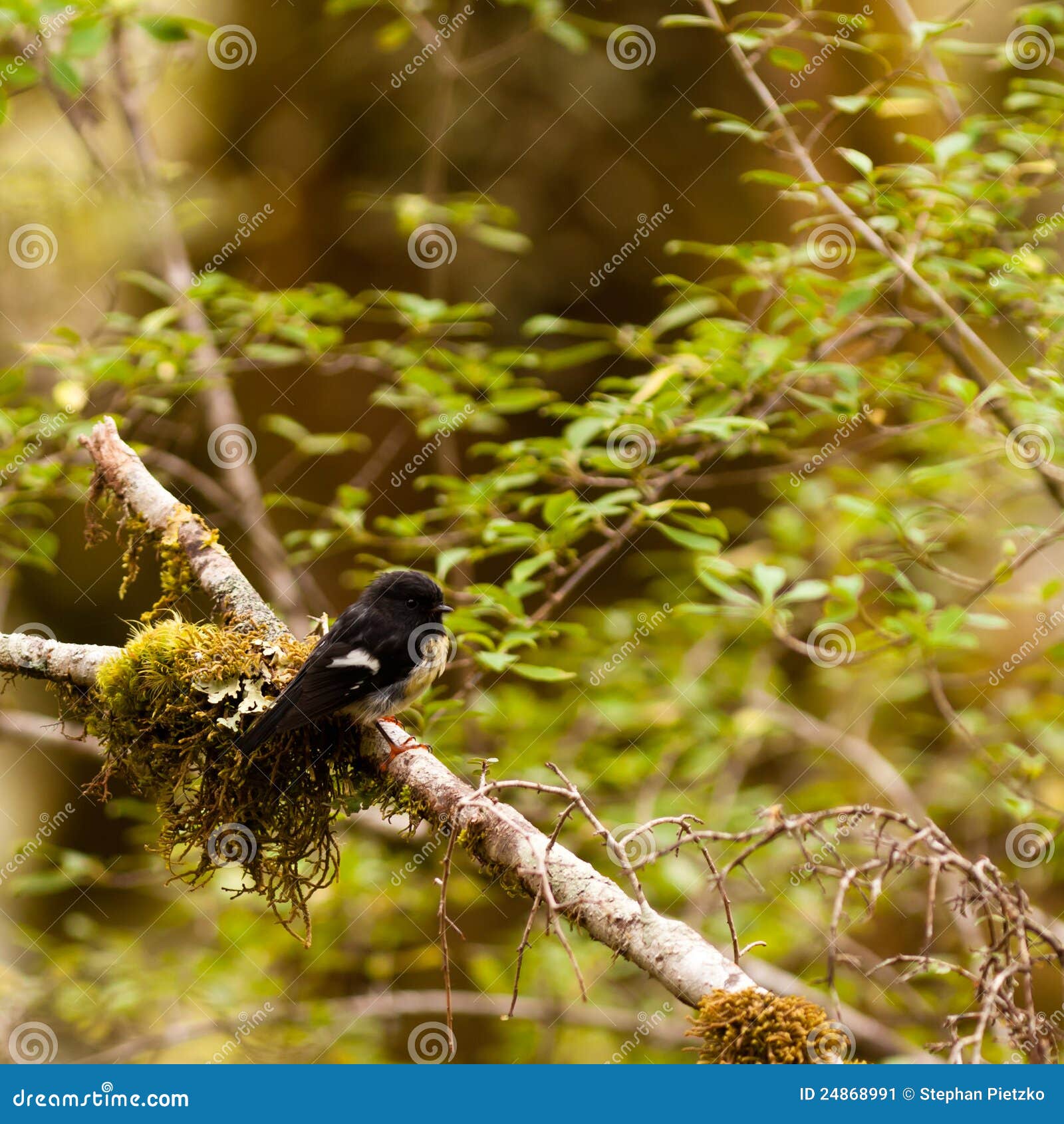 Petroica Macrocephala Macrocephala - South Island Tomtit - Miromiro ...