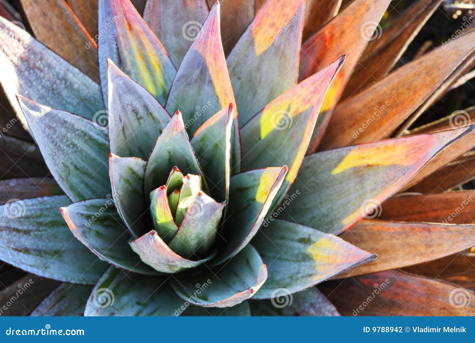 Endemic Plant from Mount Roraima Stock Photo - Image of tepuy, closeup ...