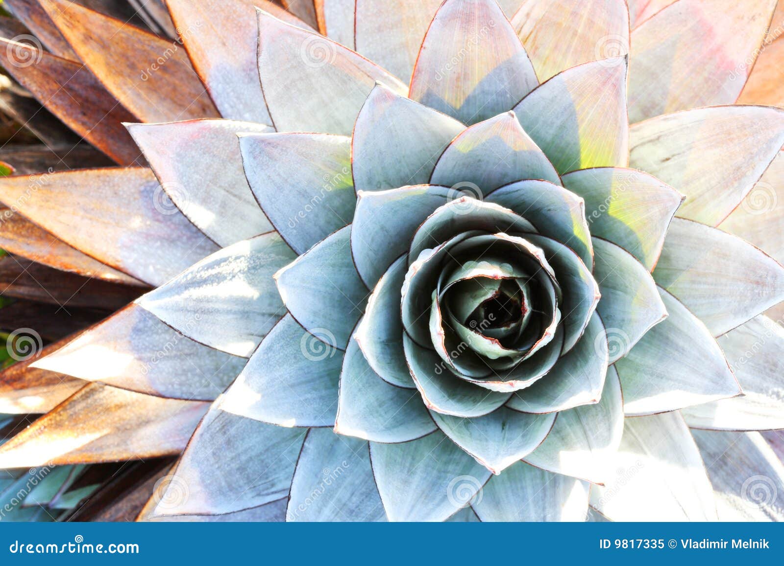 Endemic Plant from Mount Roraima Stock Image - Image of silver, outdoor ...
