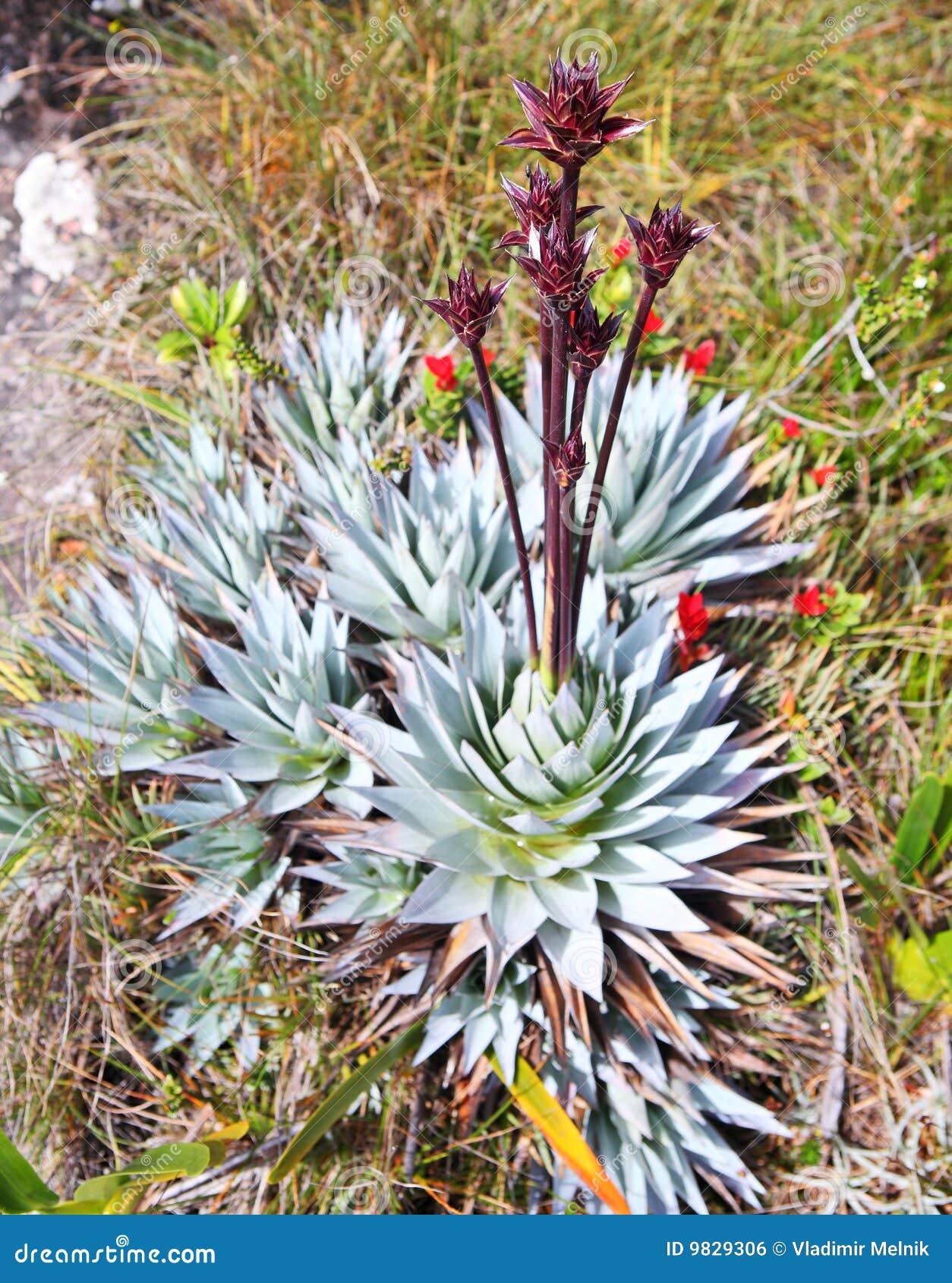 Endemic Plant from Mount Roraima Stock Photo - Image of silver, green ...