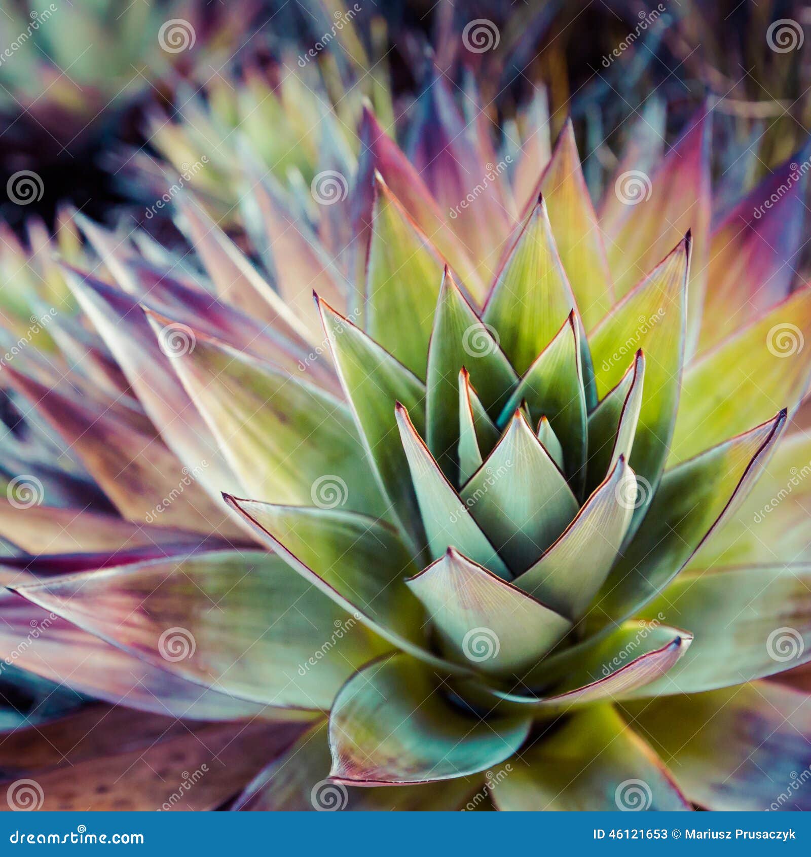 Endemic Plant from Mount Roraima in Venezuela Stock Image - Image of ...