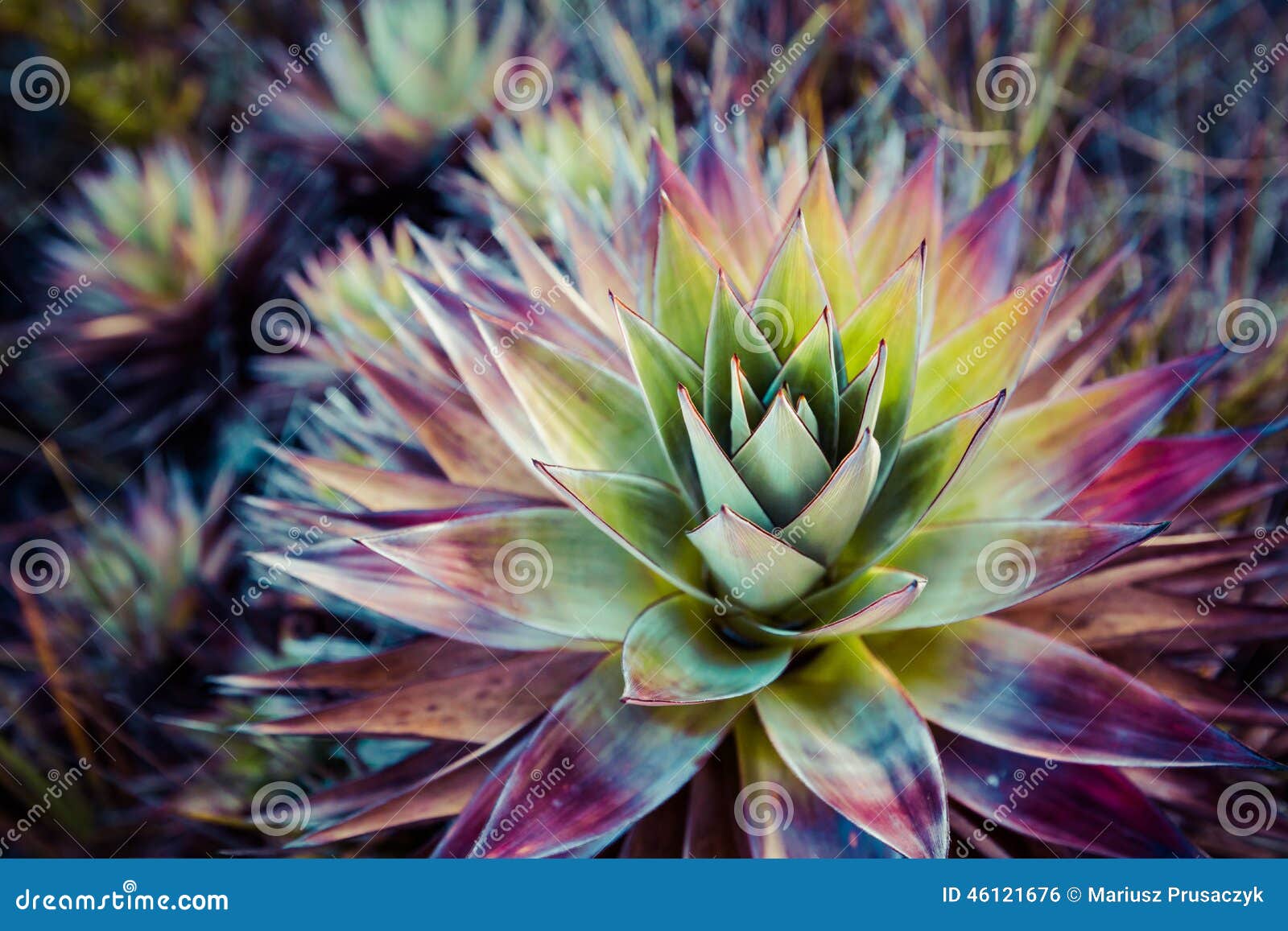 Endemic Plant from Mount Roraima in Venezuela Stock Photo - Image of ...