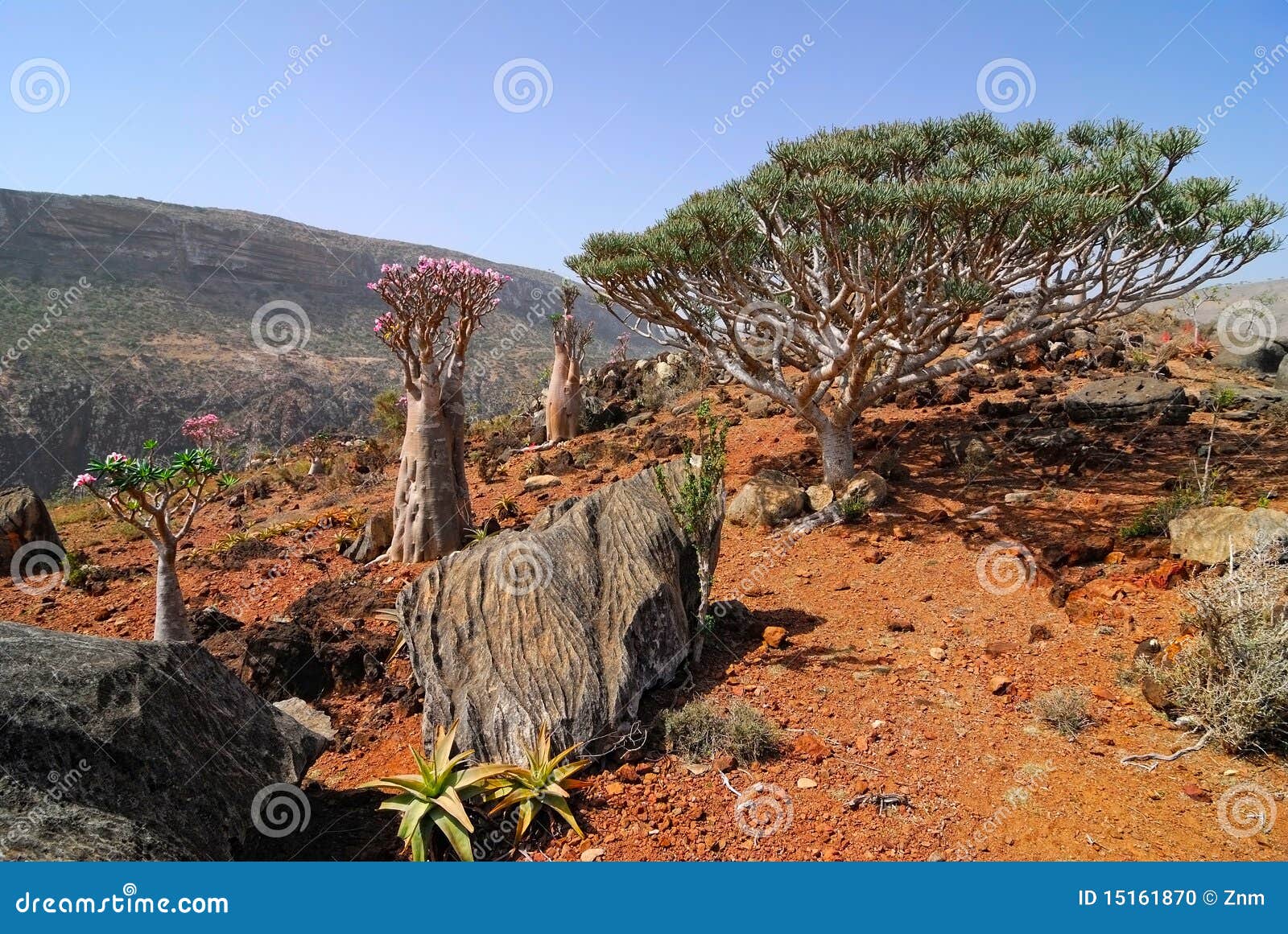 Endemic Plants on the Socotra Island Stock Photo - Image of bush ...
