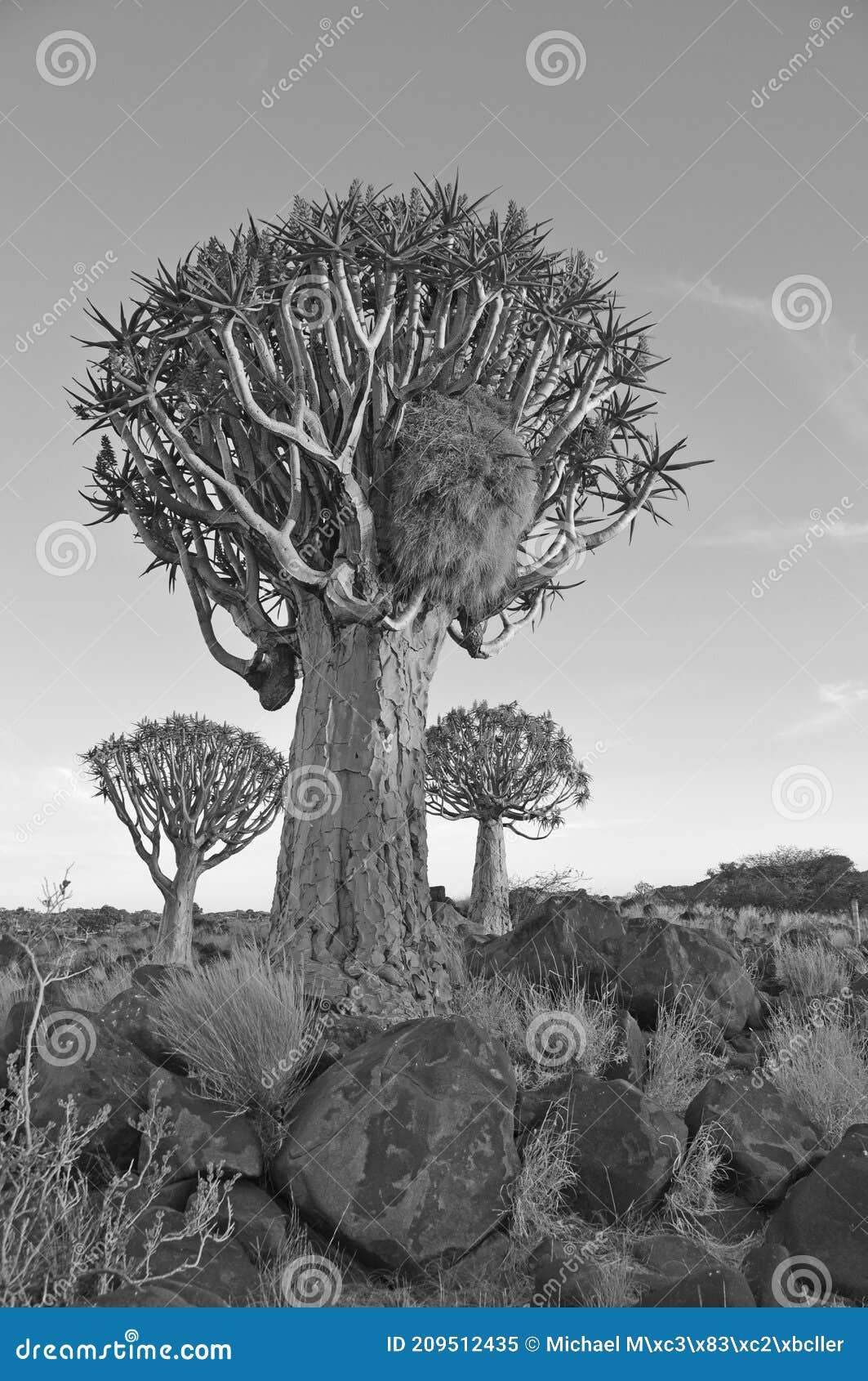 A Endemic Quiver-tree in Namibia Stock Image - Image of plants ...