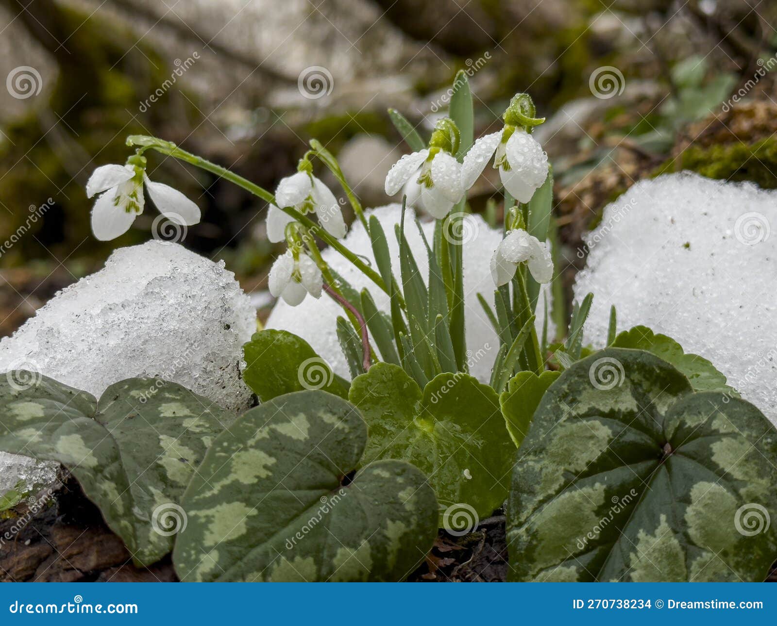 Endemic Snowdrop Flowers, Heralds of Spring with the Melting of Snow ...