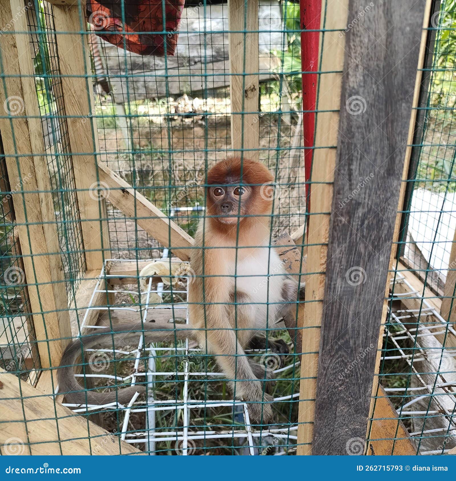 An Endemic Species of Kalimantan, a Red-faced Long-tailed Monkey Stock ...