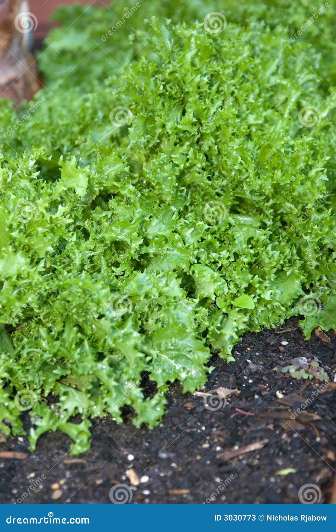 Endibia imagen de archivo. Imagen de verdes, endibia, hojas - 3030773