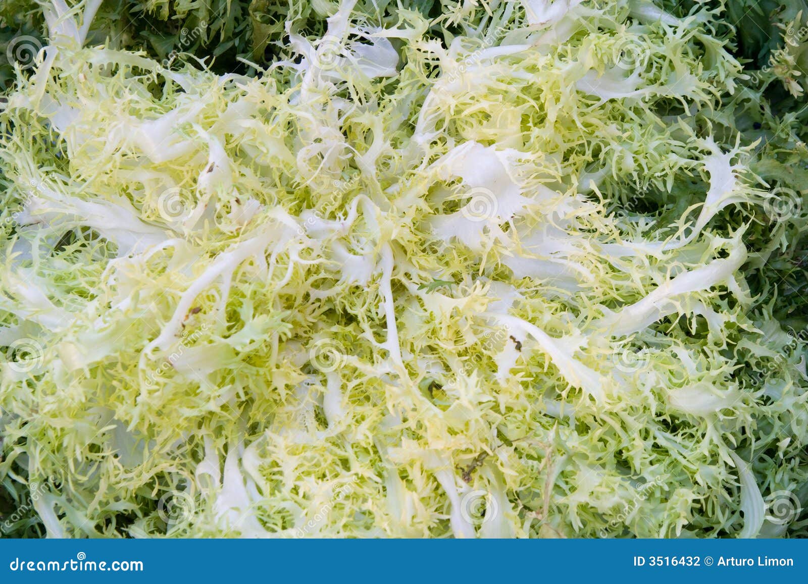 Endibia foto de archivo. Imagen de vegetariano, salud - 3516432