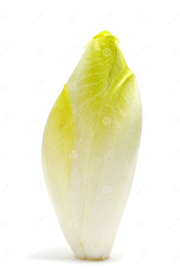 Endibia belga imagen de archivo. Imagen de aislado, comida - 33214539