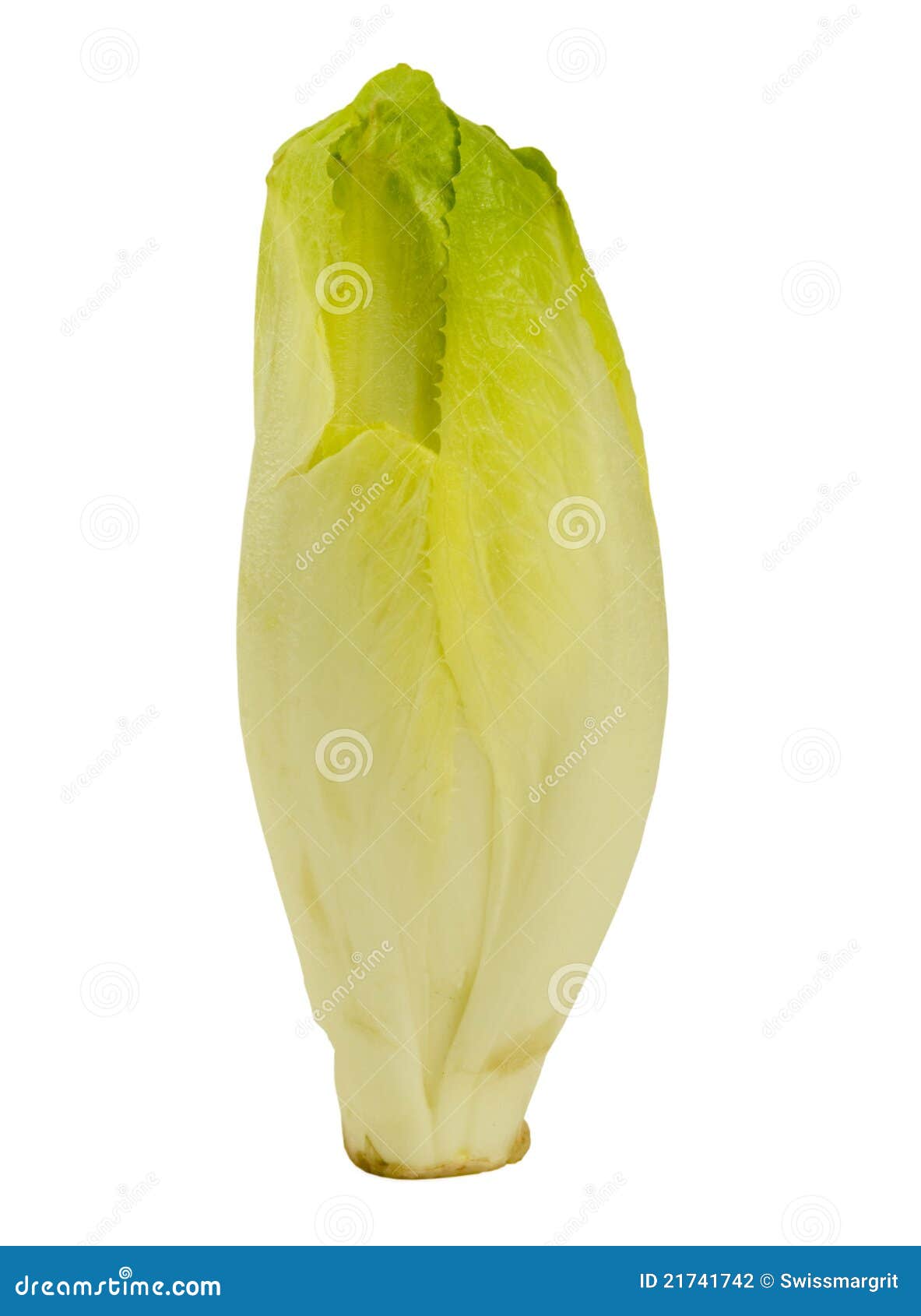 Endibia belga fresca foto de archivo. Imagen de cocina - 21741742