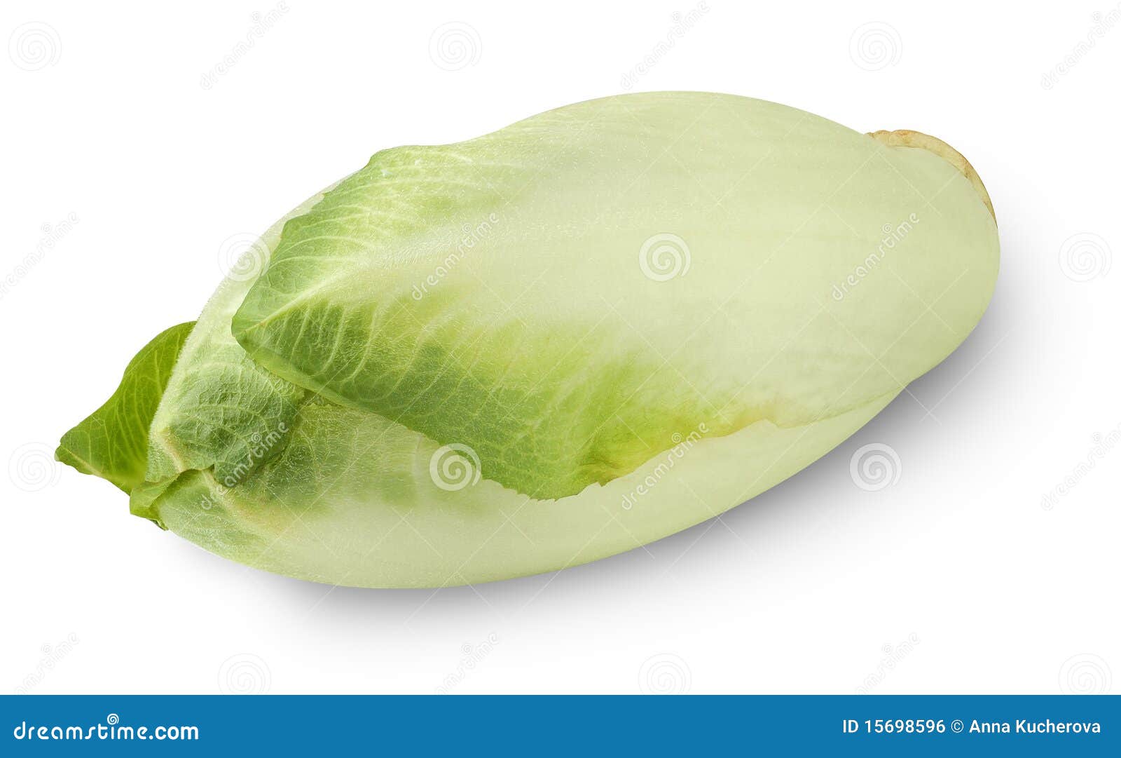 Endibia fresca foto de archivo. Imagen de amargo, aislado - 15698596