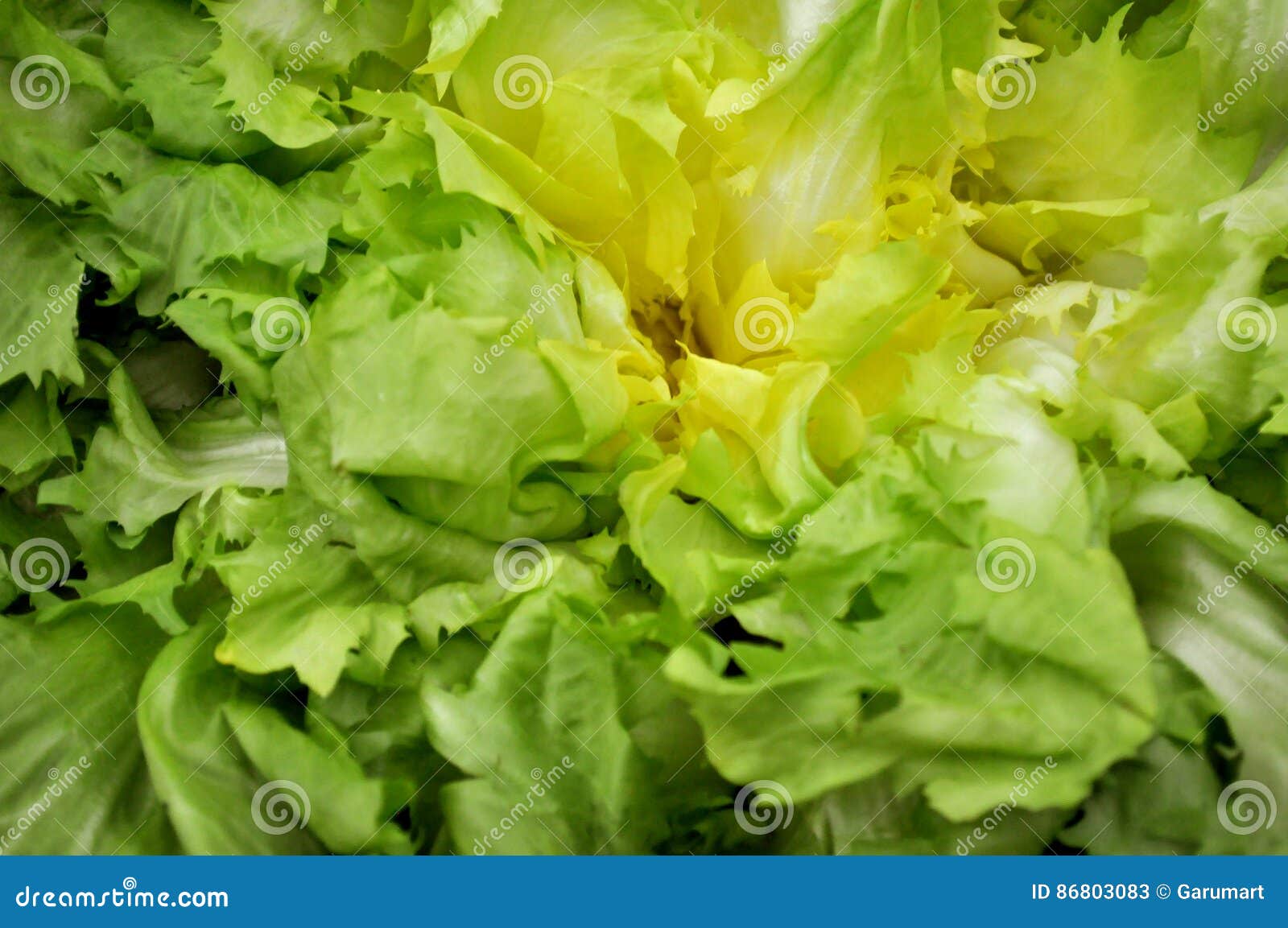 Endibia fresca y natural imagen de archivo. Imagen de estudio - 86803083