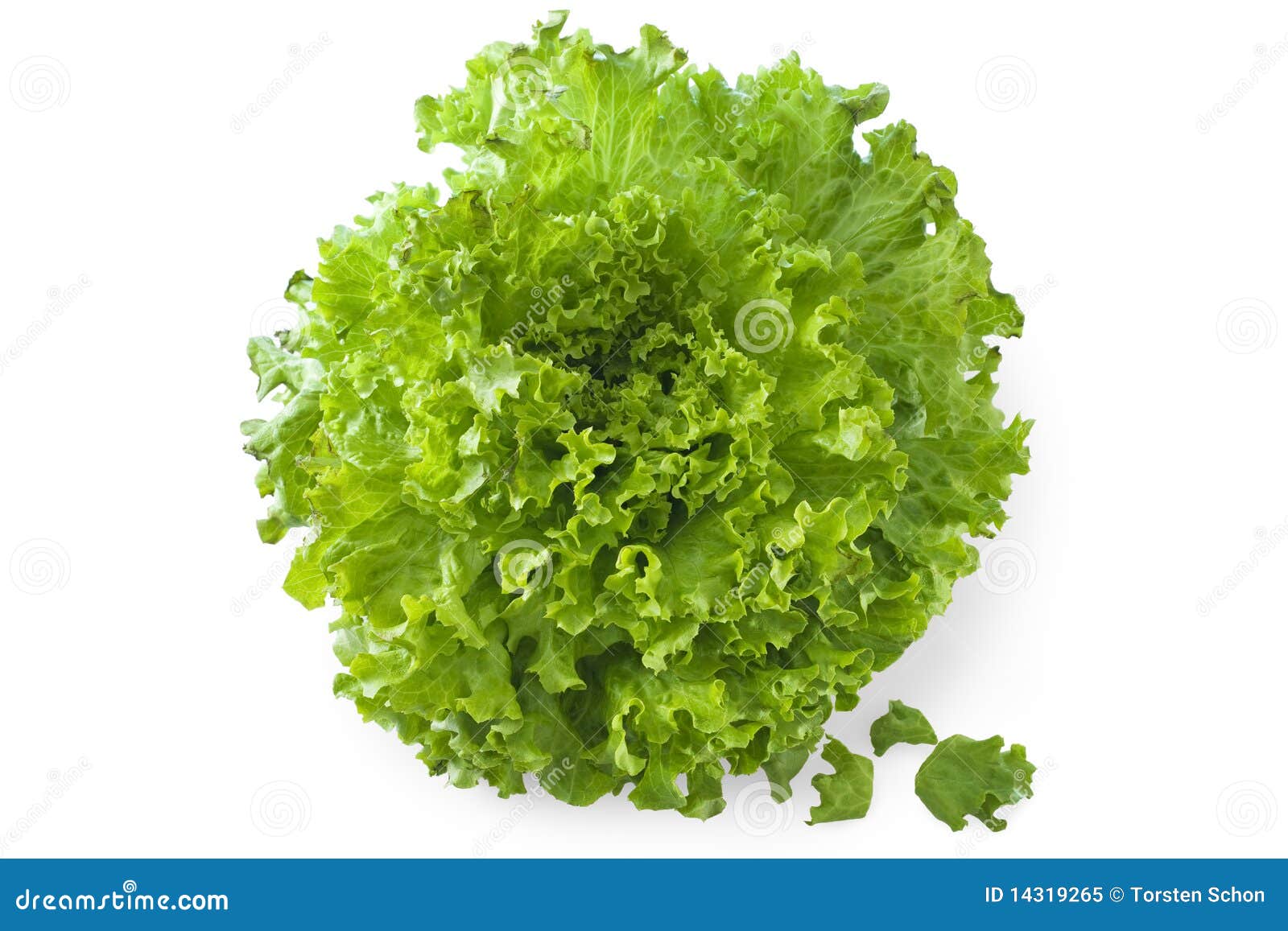 Endive stock image. Image of isolated, plant, leaves - 14319265
