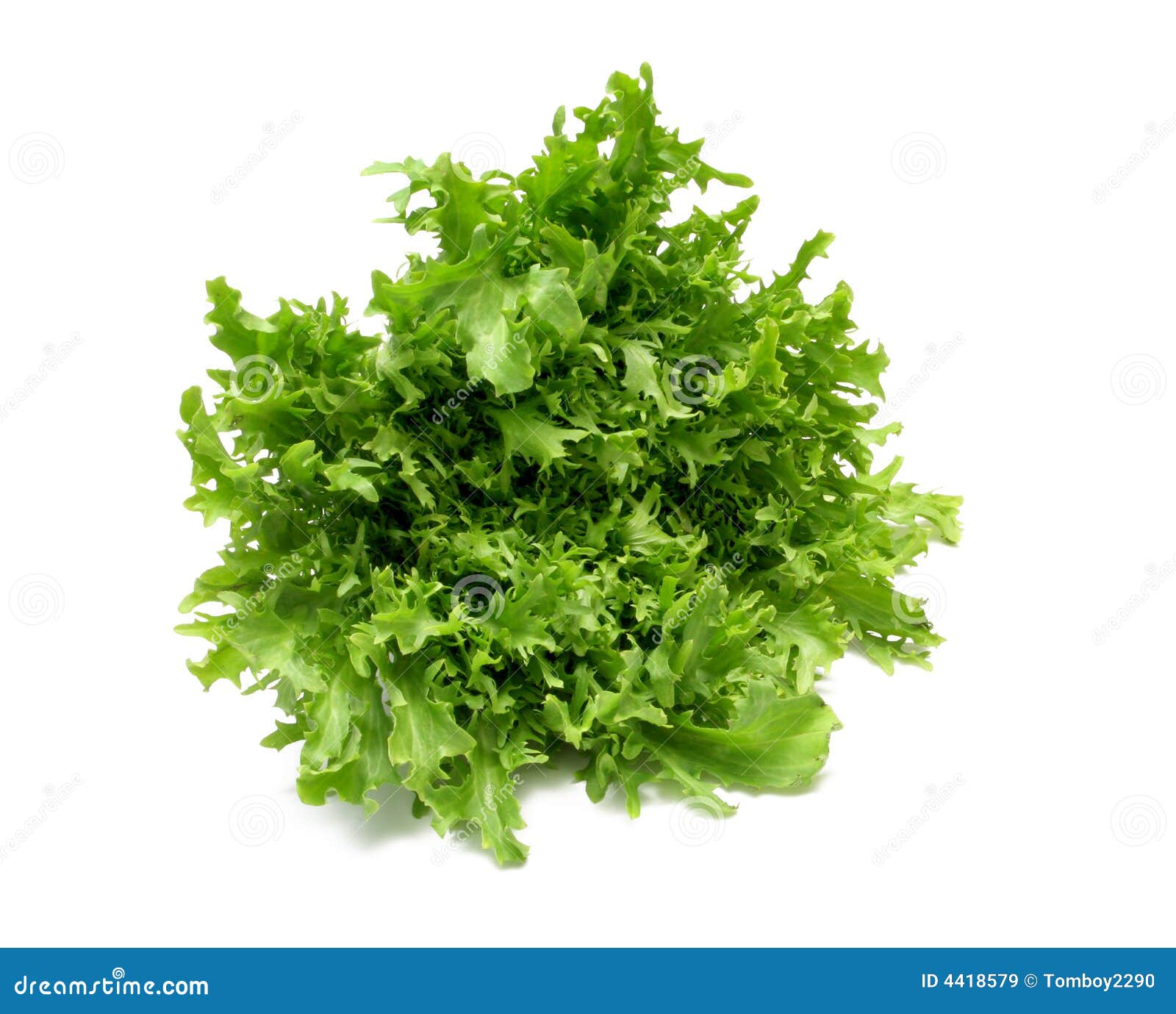 Endive stock image. Image of isolated, endive, nutrition - 4418579