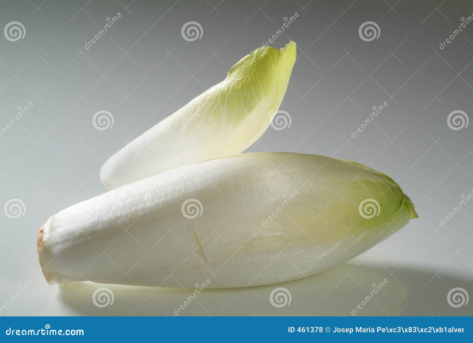 Endive stock photo. Image of white, cultivated, belgian - 461378