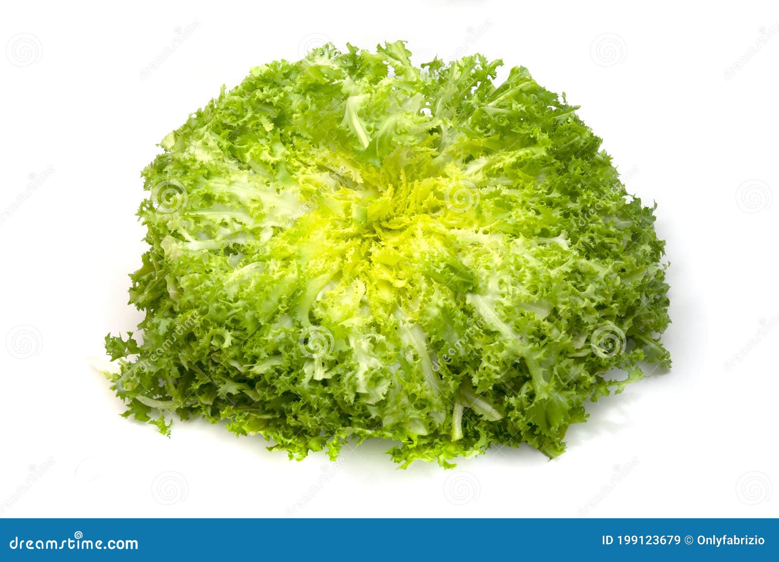Endive stock image. Image of riccia, endive, salad, cuore - 199123679