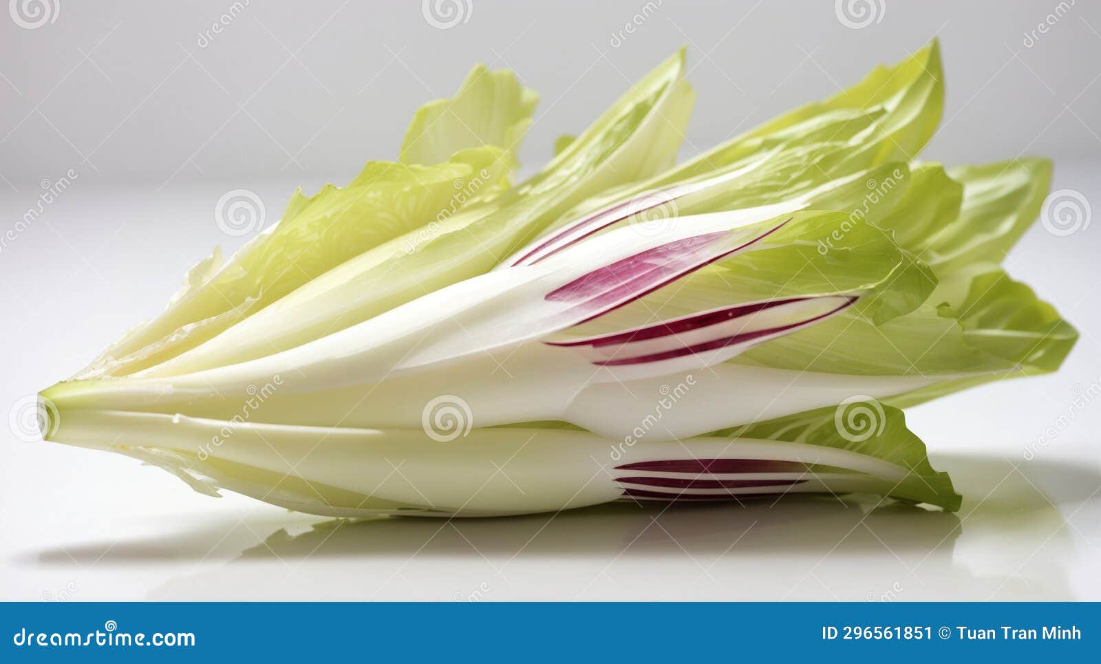 Endive stock image. Image of cuisine, dish, petal, pink - 296561851