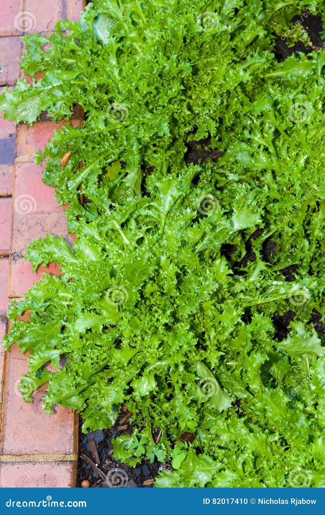 Endive stock photo. Image of endive, paver, soil, water - 82017410