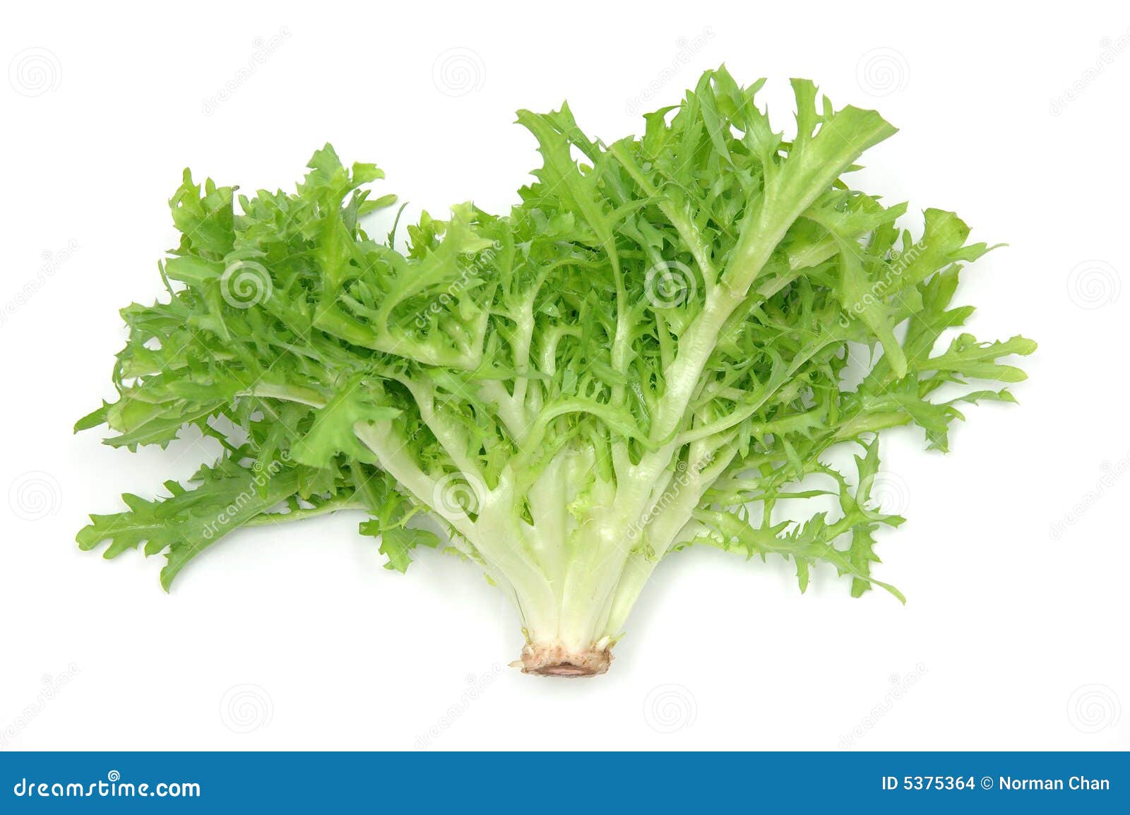 Endive leaves stock photo. Image of isolated, closeup - 5375364