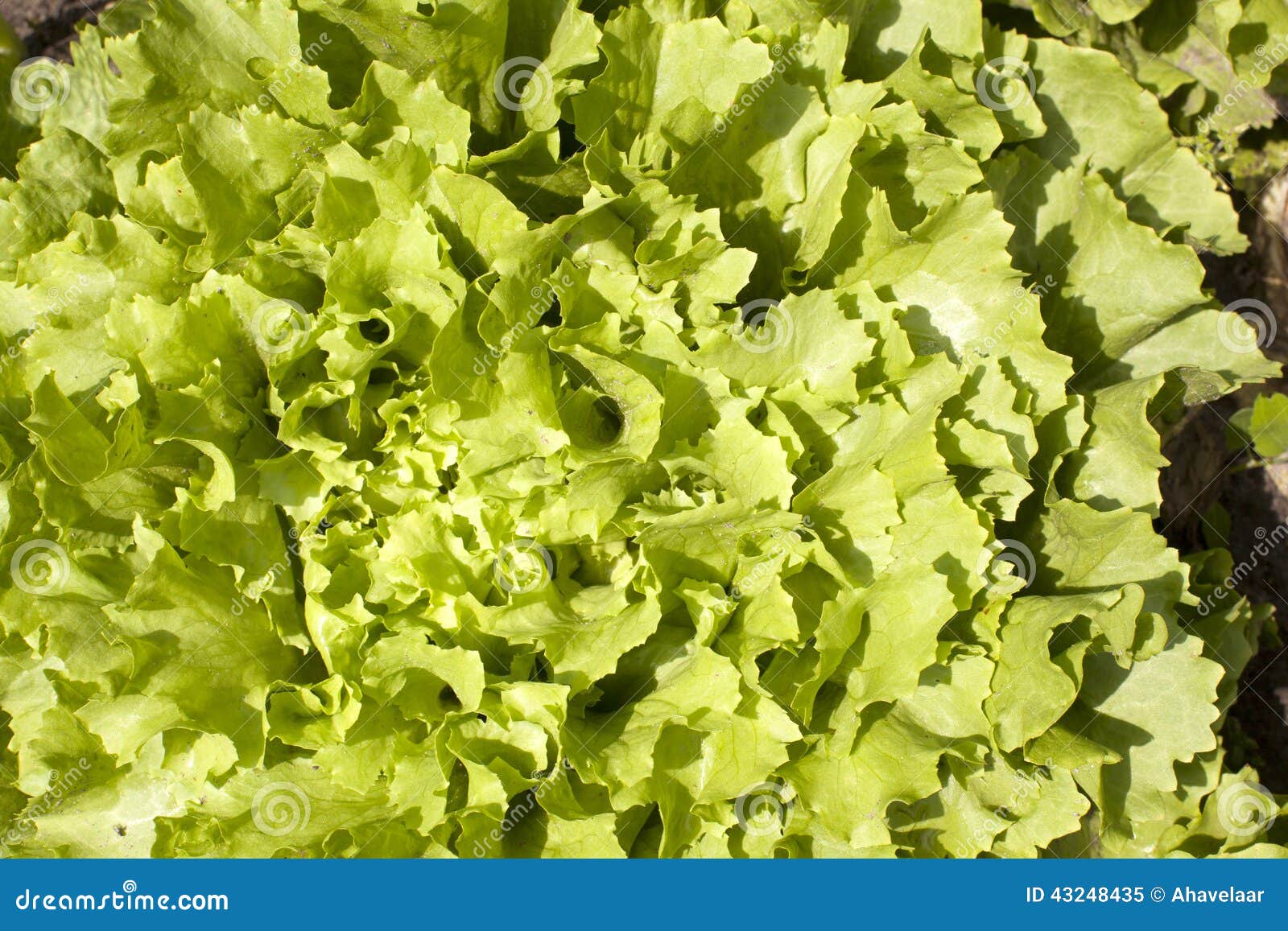 Endive Lettuce Growing in Garden Stock Image - Image of home, green ...