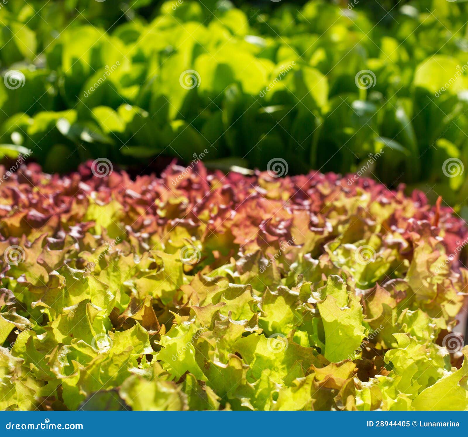 Endive Lettuce Vegetables Sprouts Textures Royalty-Free Stock Photo ...