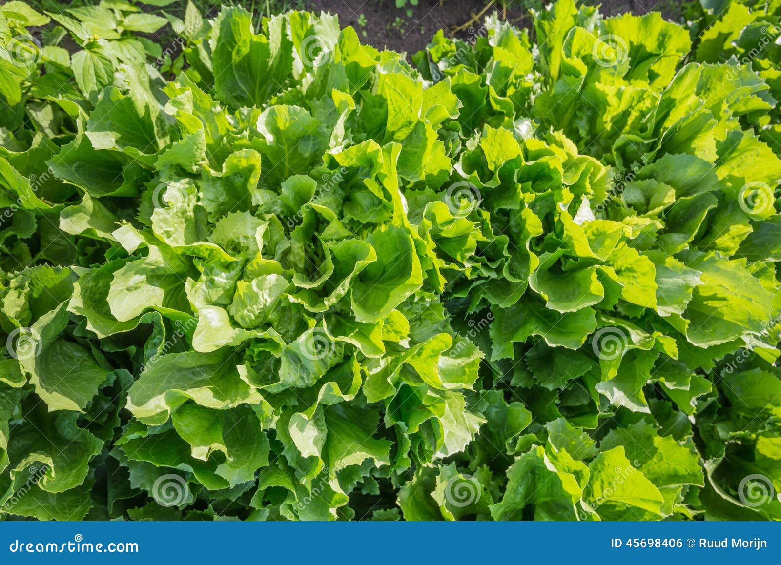 Endive Plants in the Field from Close Stock Photo - Image of crop ...