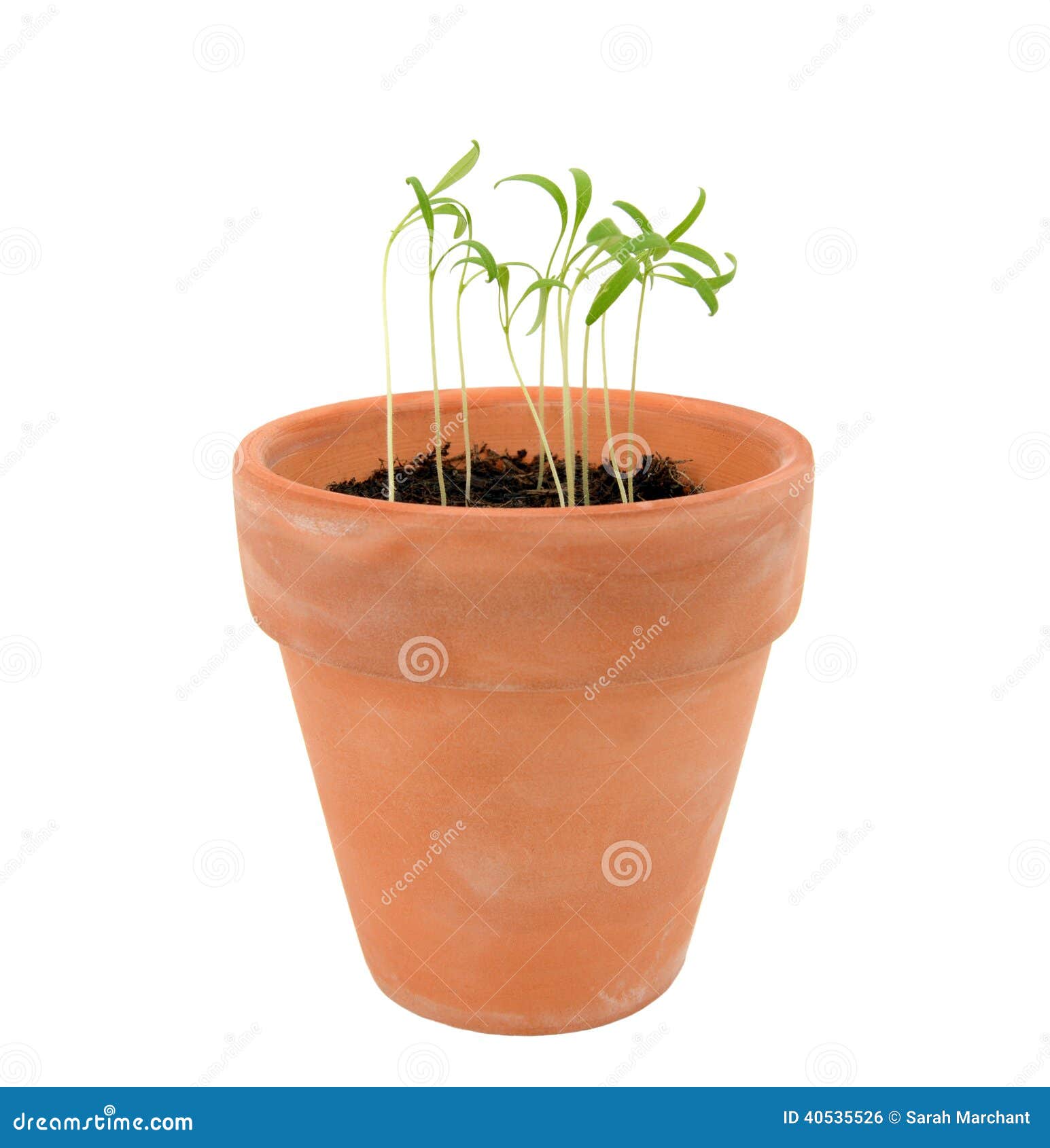 Endive Seedlings in Need of Thinning in a Terracotta Flowerpot Stock ...