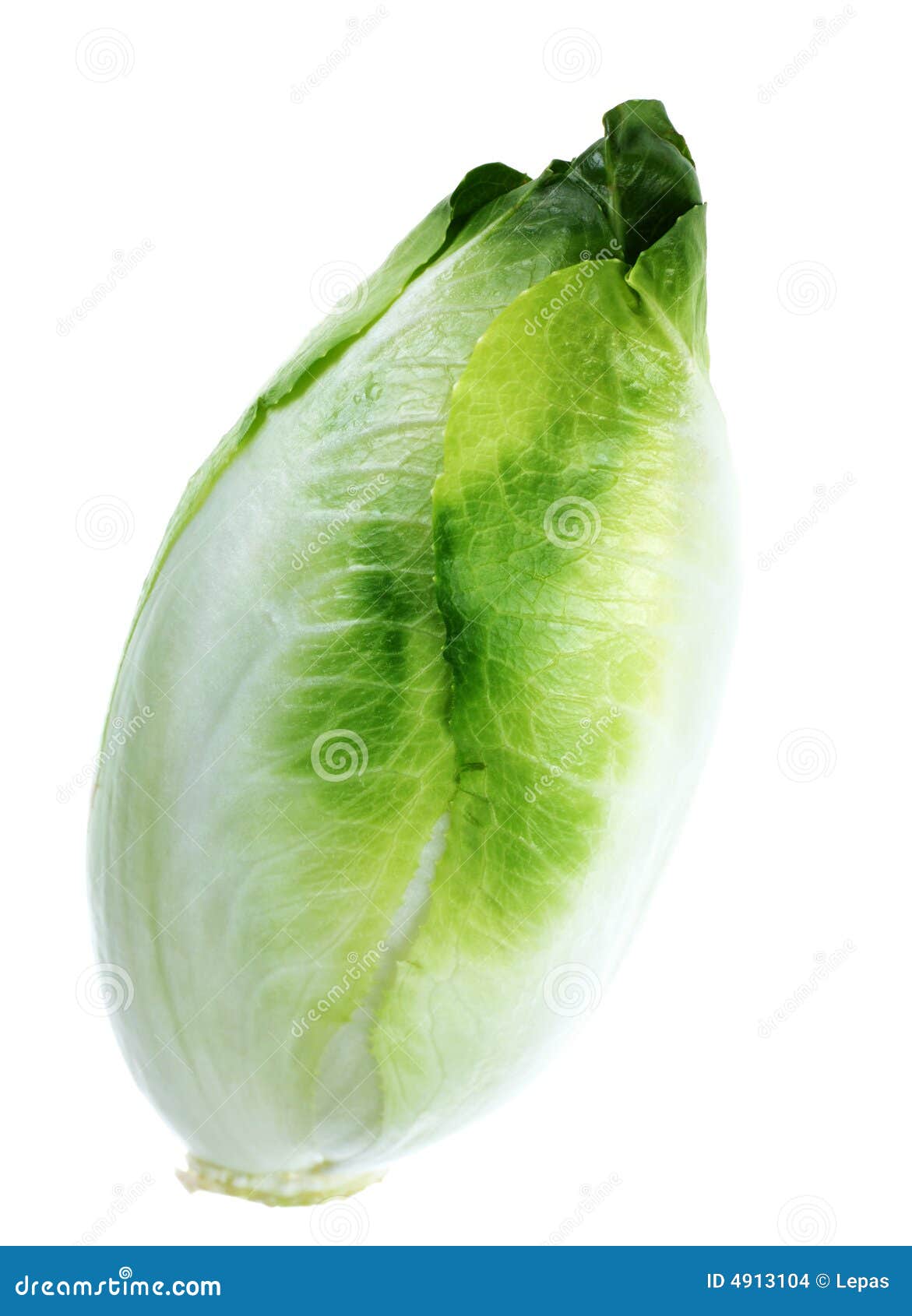 Endive verte photo stock. Image du ingrédient, nourriture - 4913104