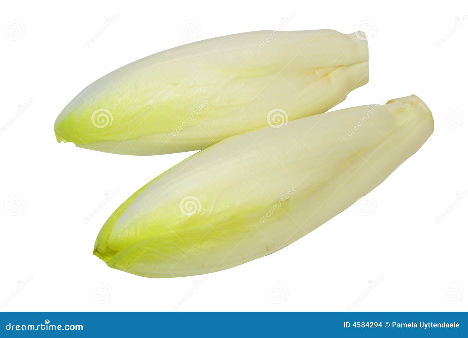 Belgium Yellow Endives Stock Photos - Free & Royalty-Free Stock Photos ...
