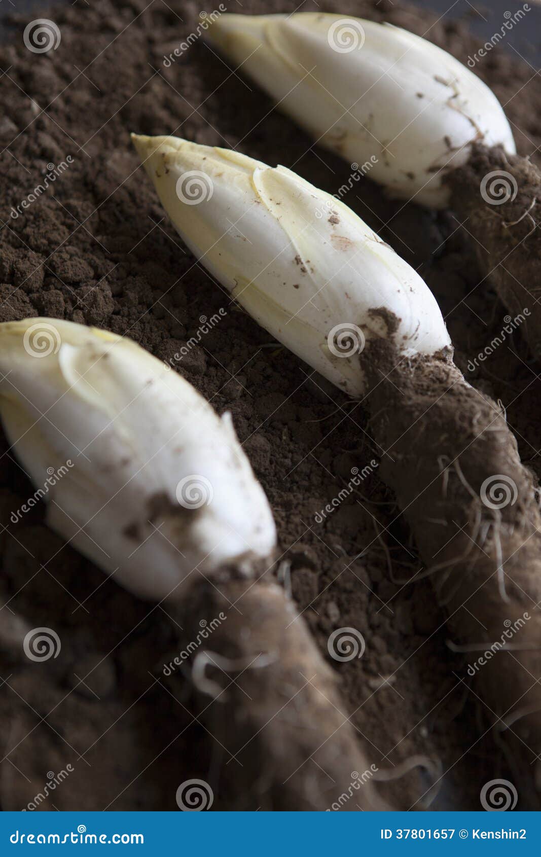 Endives /Chicory Grown in Soil Stock Image - Image of nutrition ...