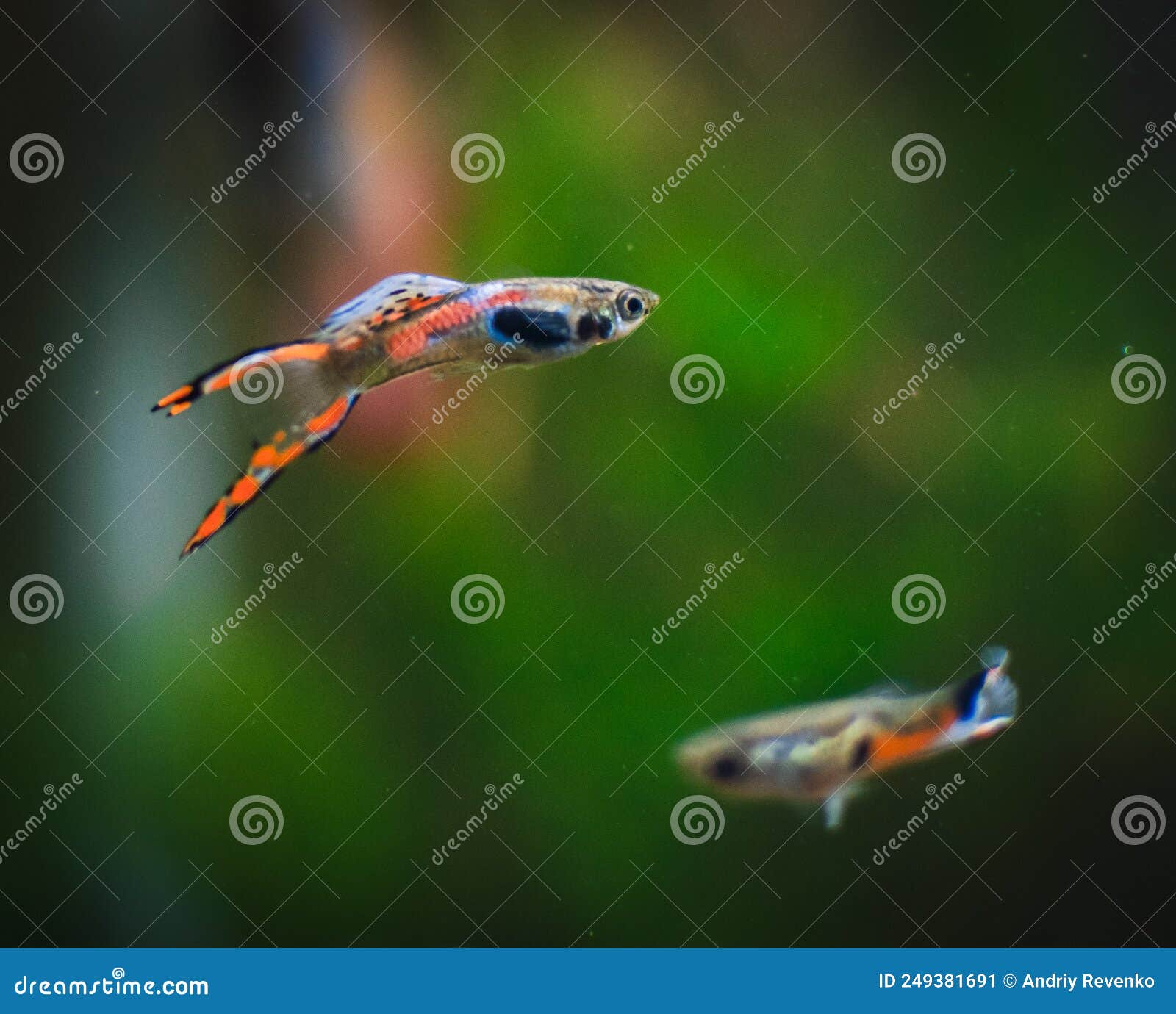 Endler Guppy in My Aquarium Stock Image - Image of fancy, fish: 249381691