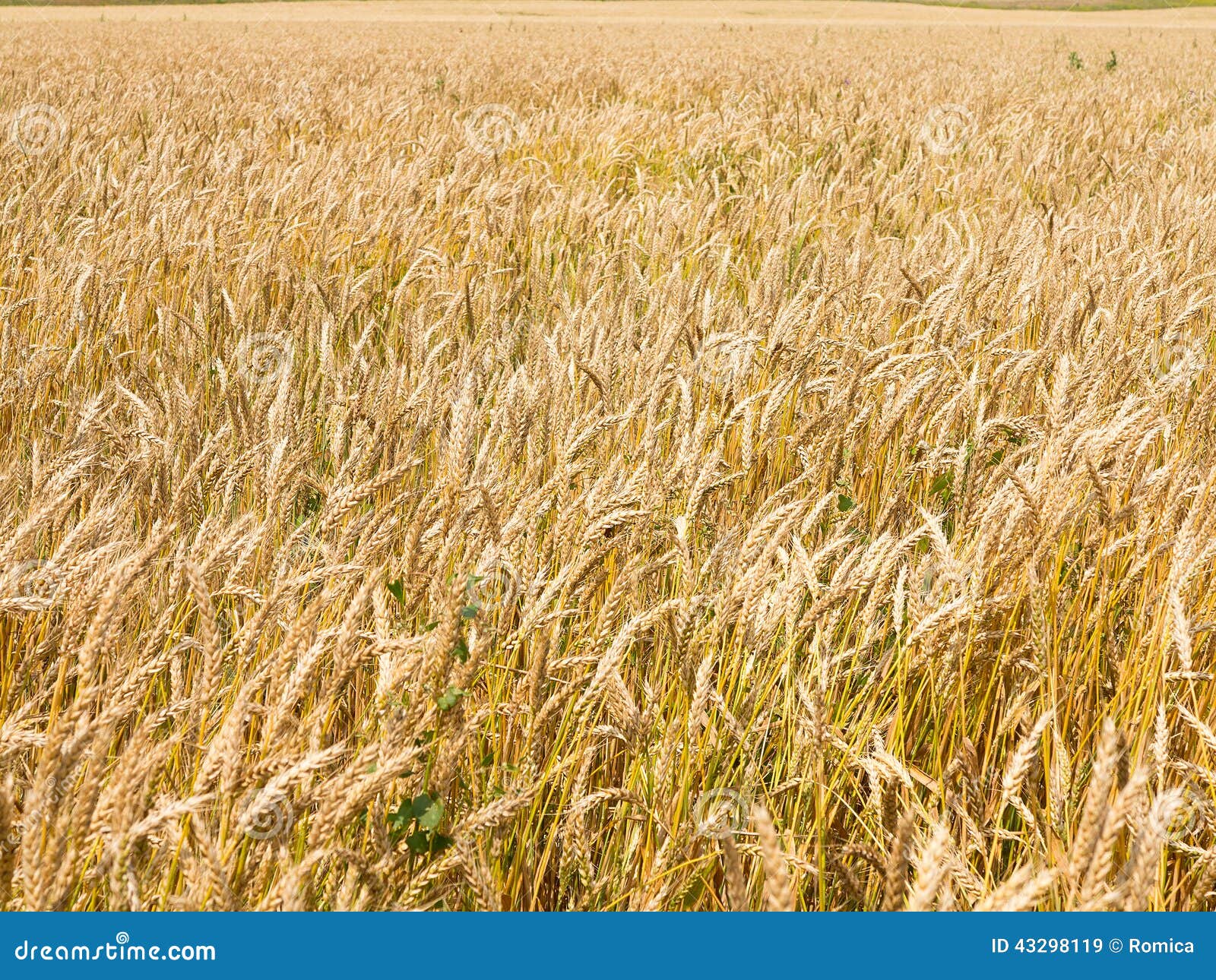 1,091 Yellow Wheatfield Photos - Free & Royalty-Free Stock Photos from ...