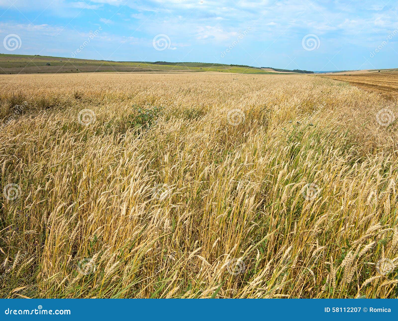 Endles Yellow Beautifull Wheatfield in Summer Stock Image - Image of ...